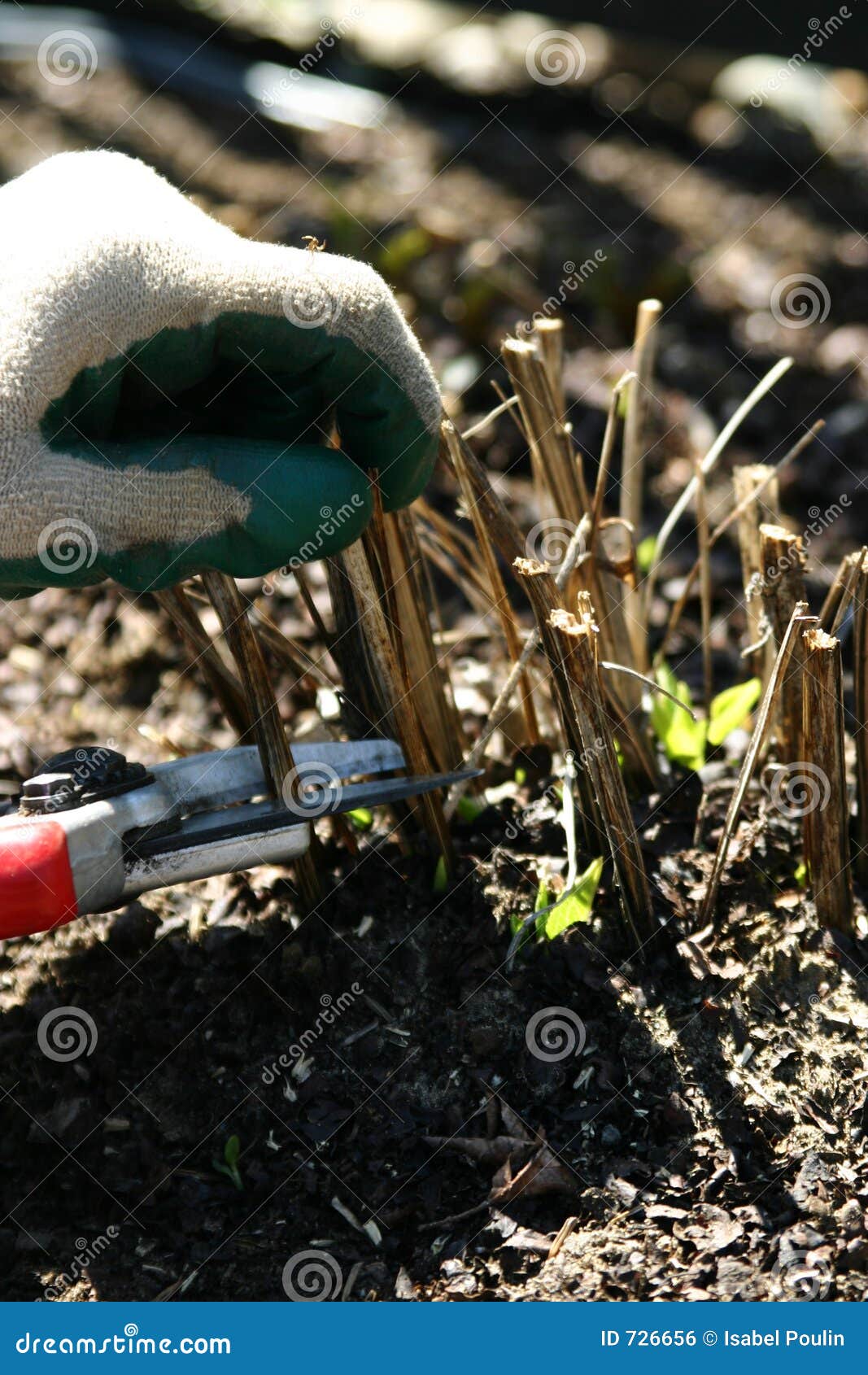 Pruning plant on sunny day stock photo. Image of pruning - 726656