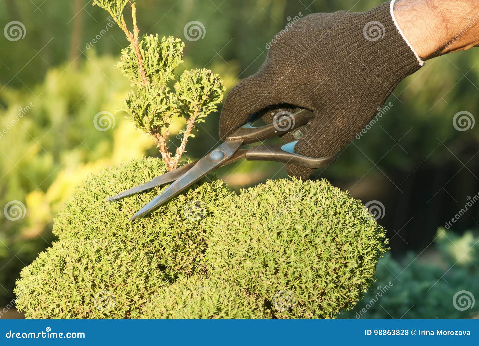 Pruning Plants . Professional Gardener Pruning Conifers Stock Photo ...