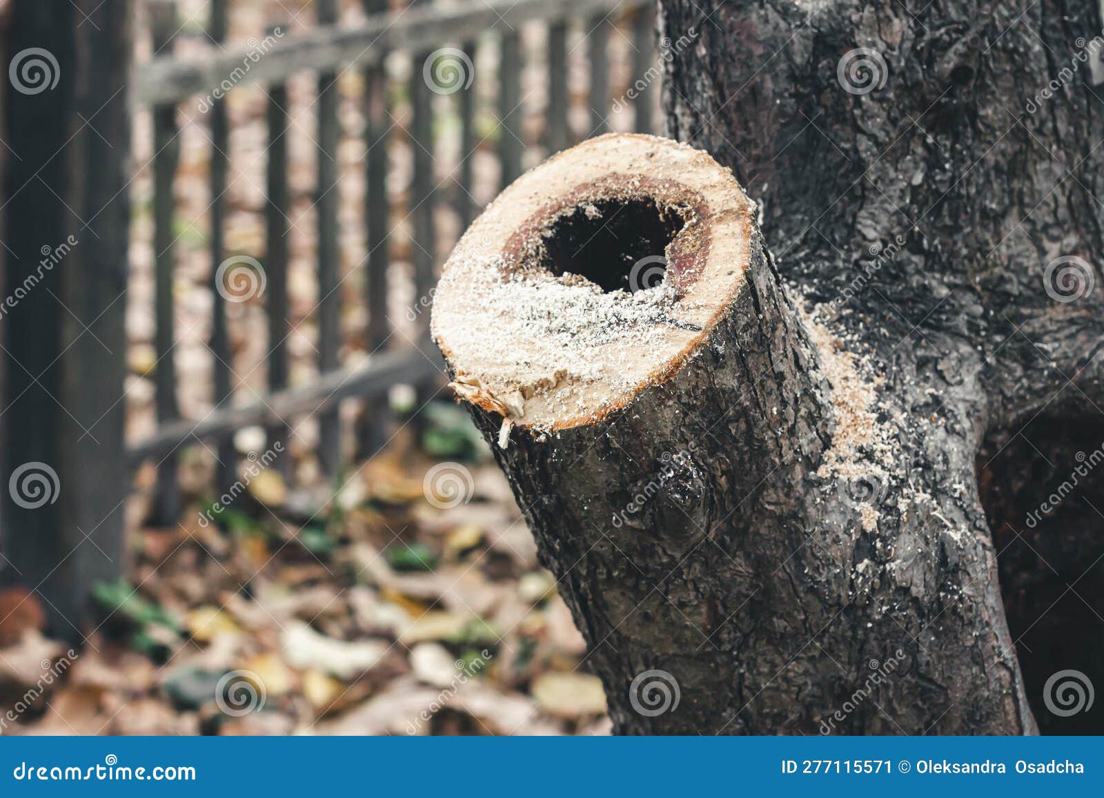 Pruning Process with Sawed Branch Stock Image - Image of environmental ...