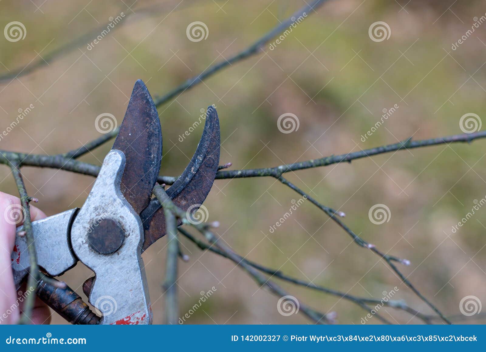 Pruning Pruning Branches for Young Trees. Spring Works in the Garden ...
