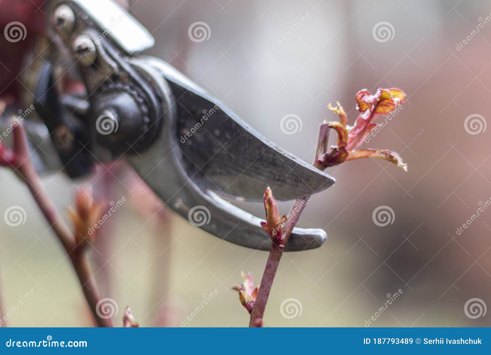 Pruning Rose Bushes. Spring Work in a Backyard. Pruning Shears and Bush ...