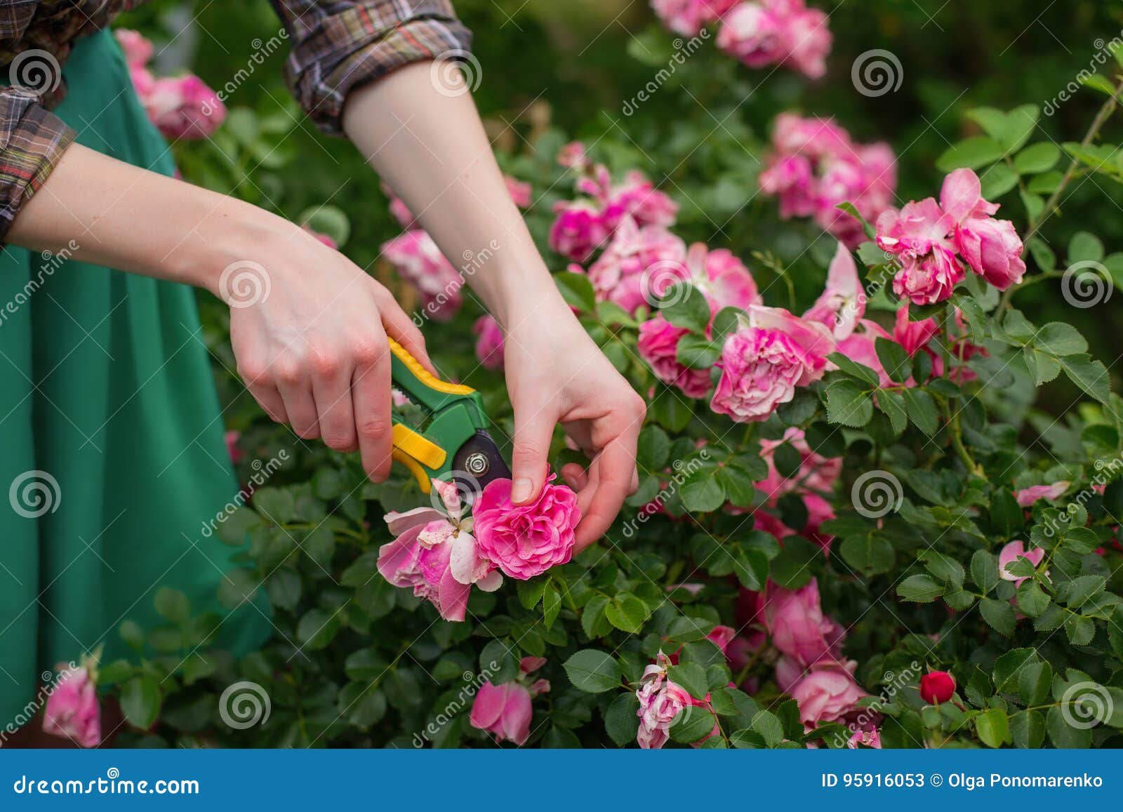 Pruning rose in garden stock image. Image of rosary, hedges - 95916053