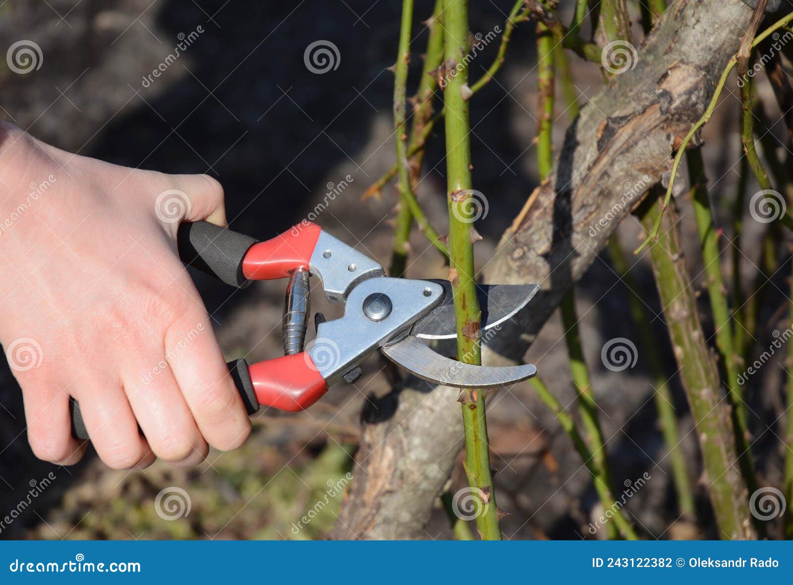 Pruning Roses in Spring. a Gardener is Removing Old Rose Stems with ...
