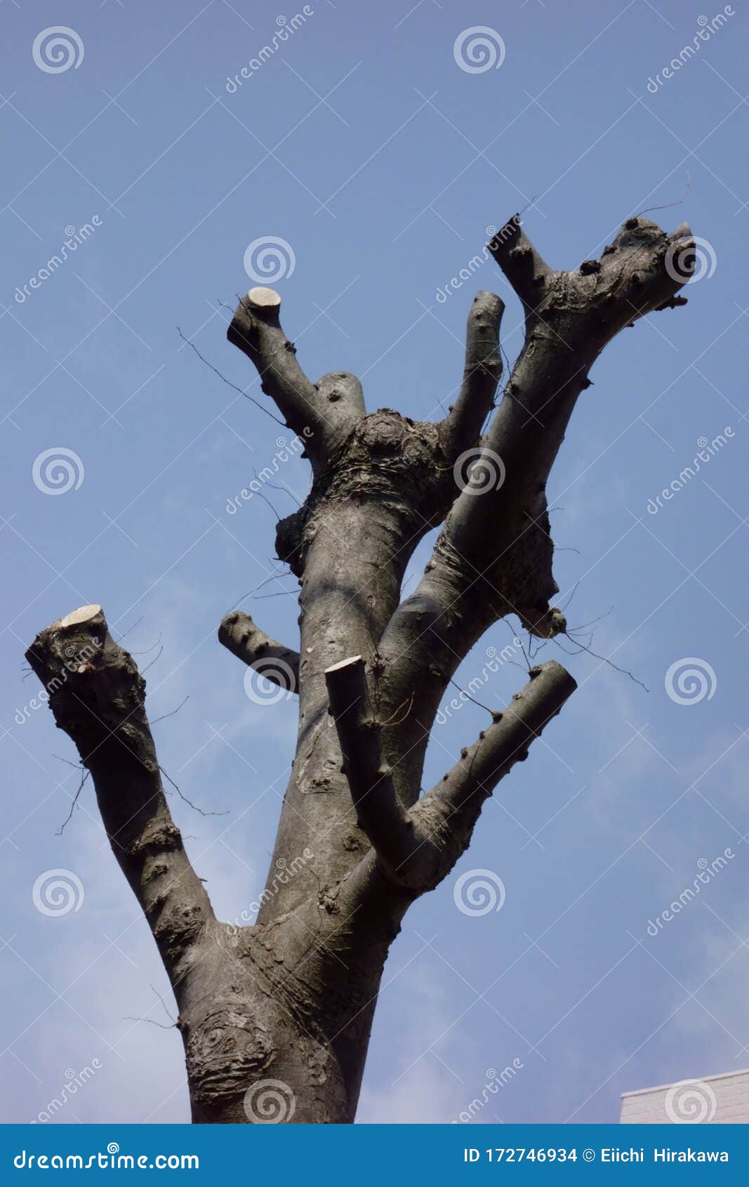 Pruning a sad tree branch stock photo. Image of plant - 172746934