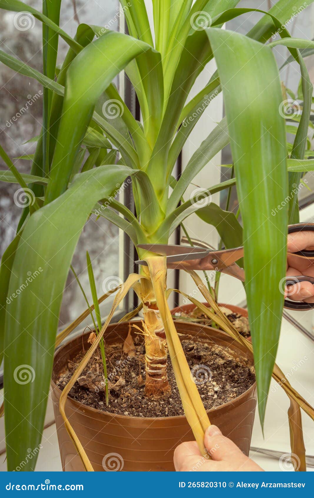 Pruning with Scissors a Withered Leaf of a Yucca Aloifolia Plant on a ...