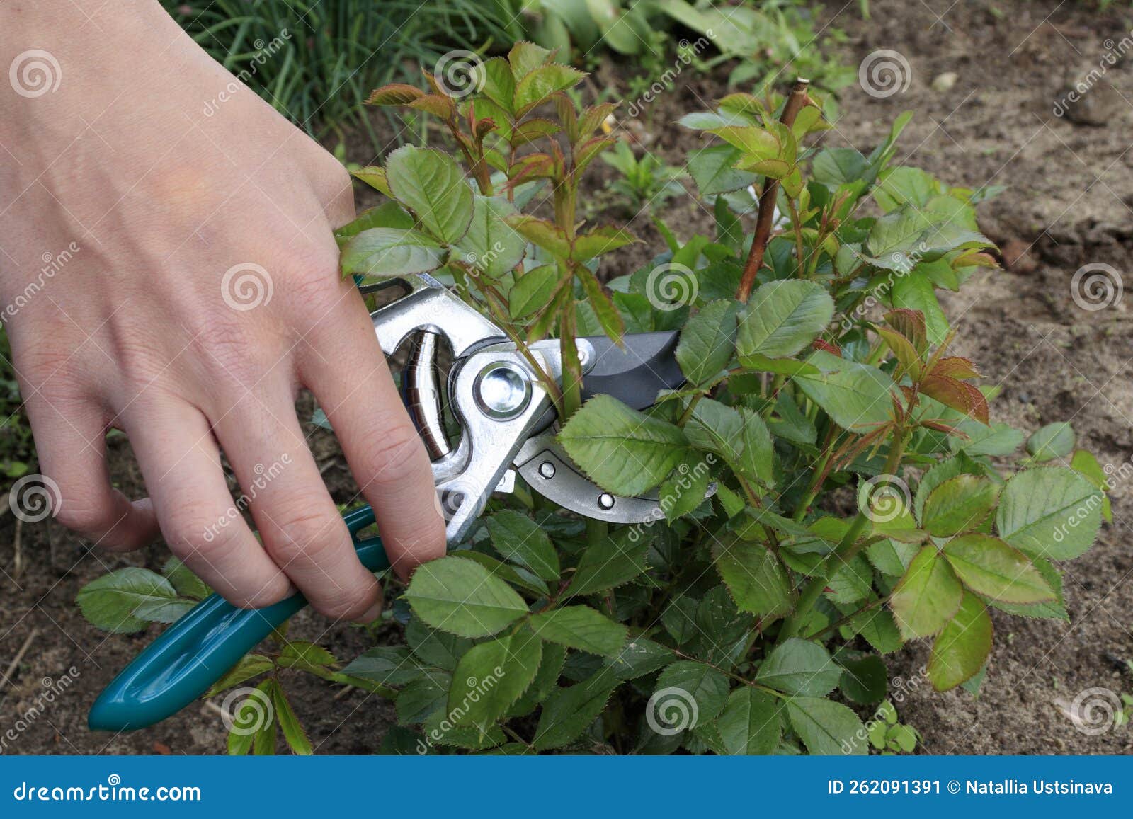 Pruning and Shaping a Garden Rose Bush by a Gardener Using a Secateurs ...