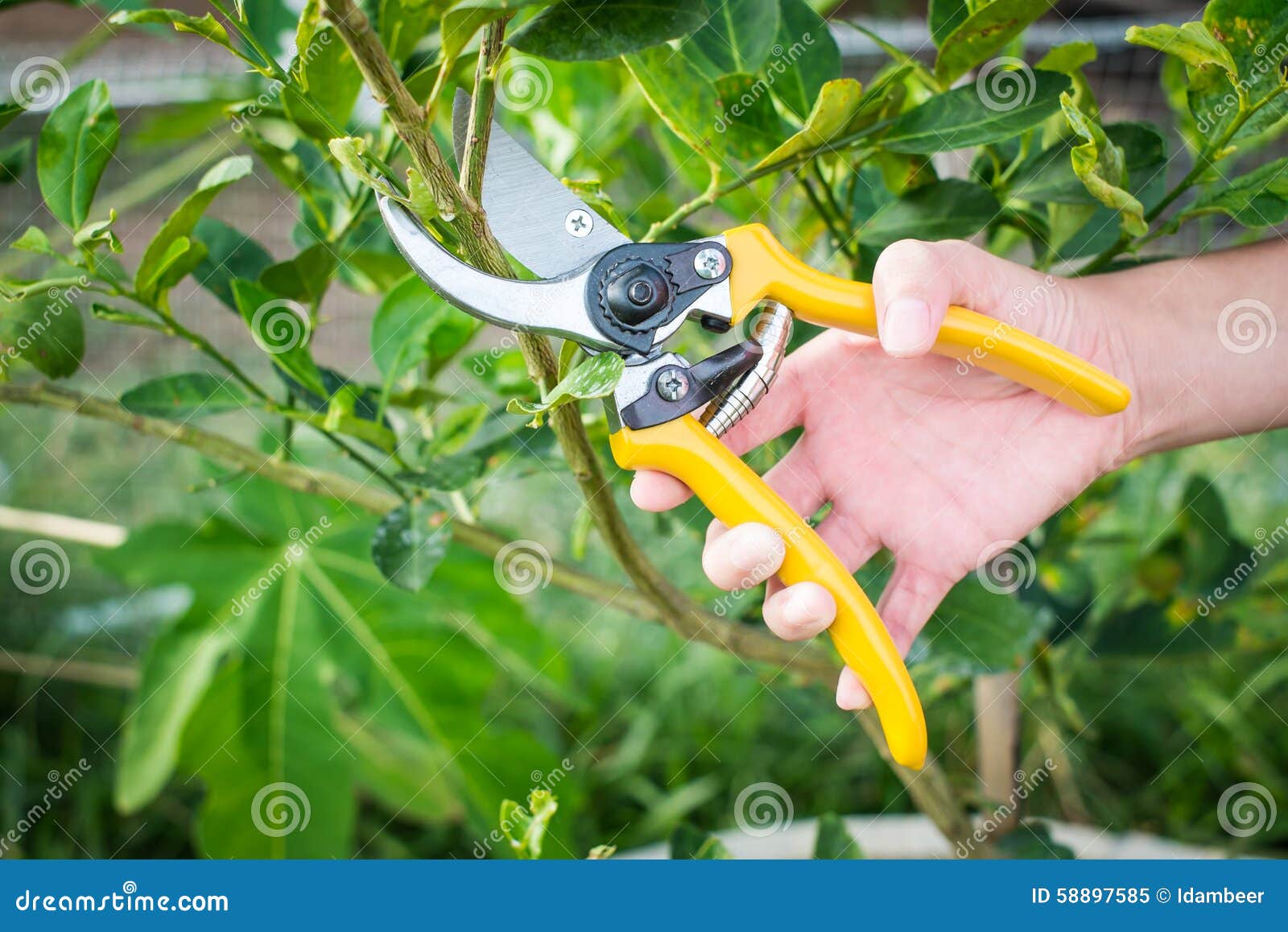 Pruning shears stock image. Image of plant, working, gardener - 58897585