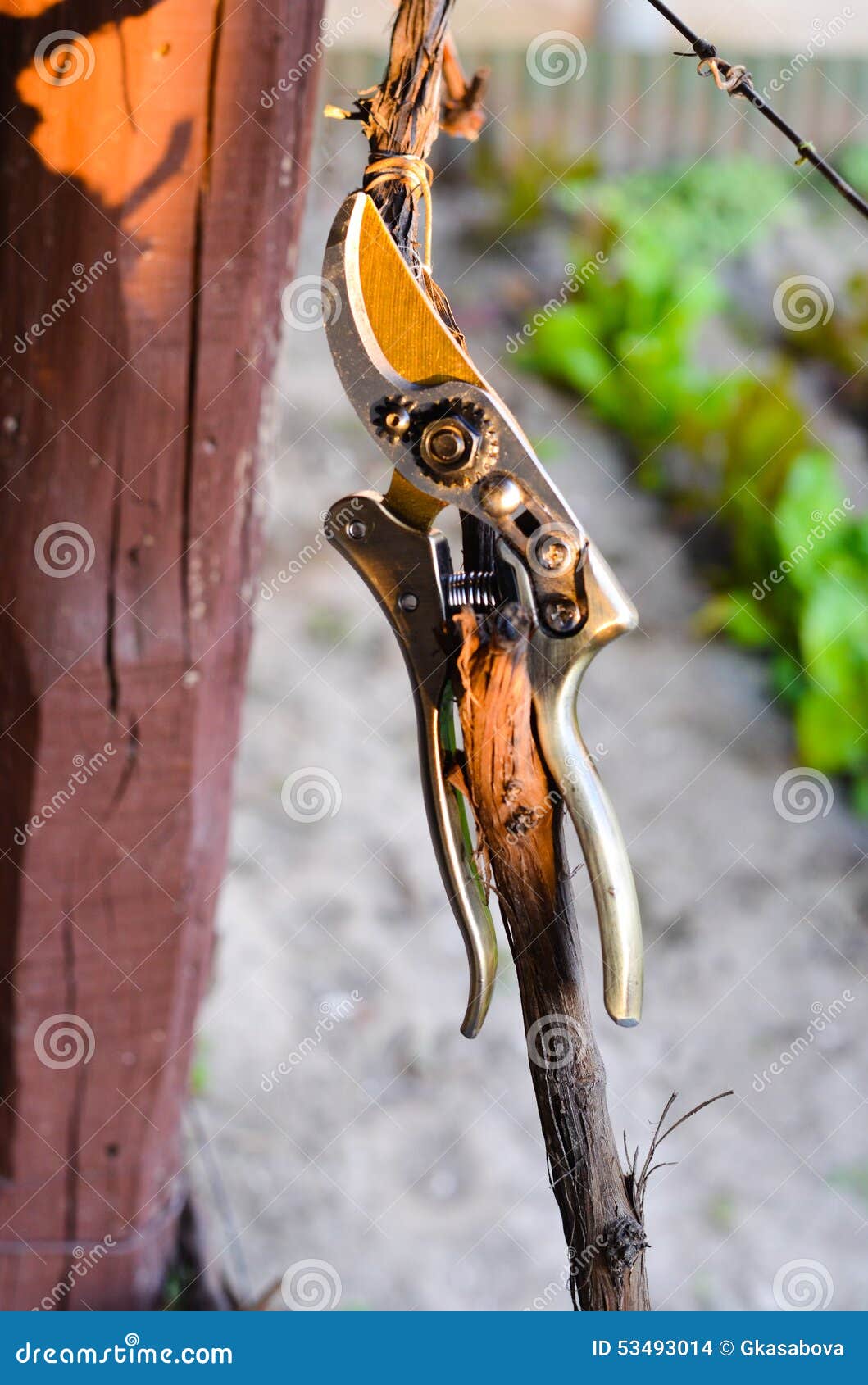 Pruning Shears stock photo. Image of farming, fruit, branch - 53493014