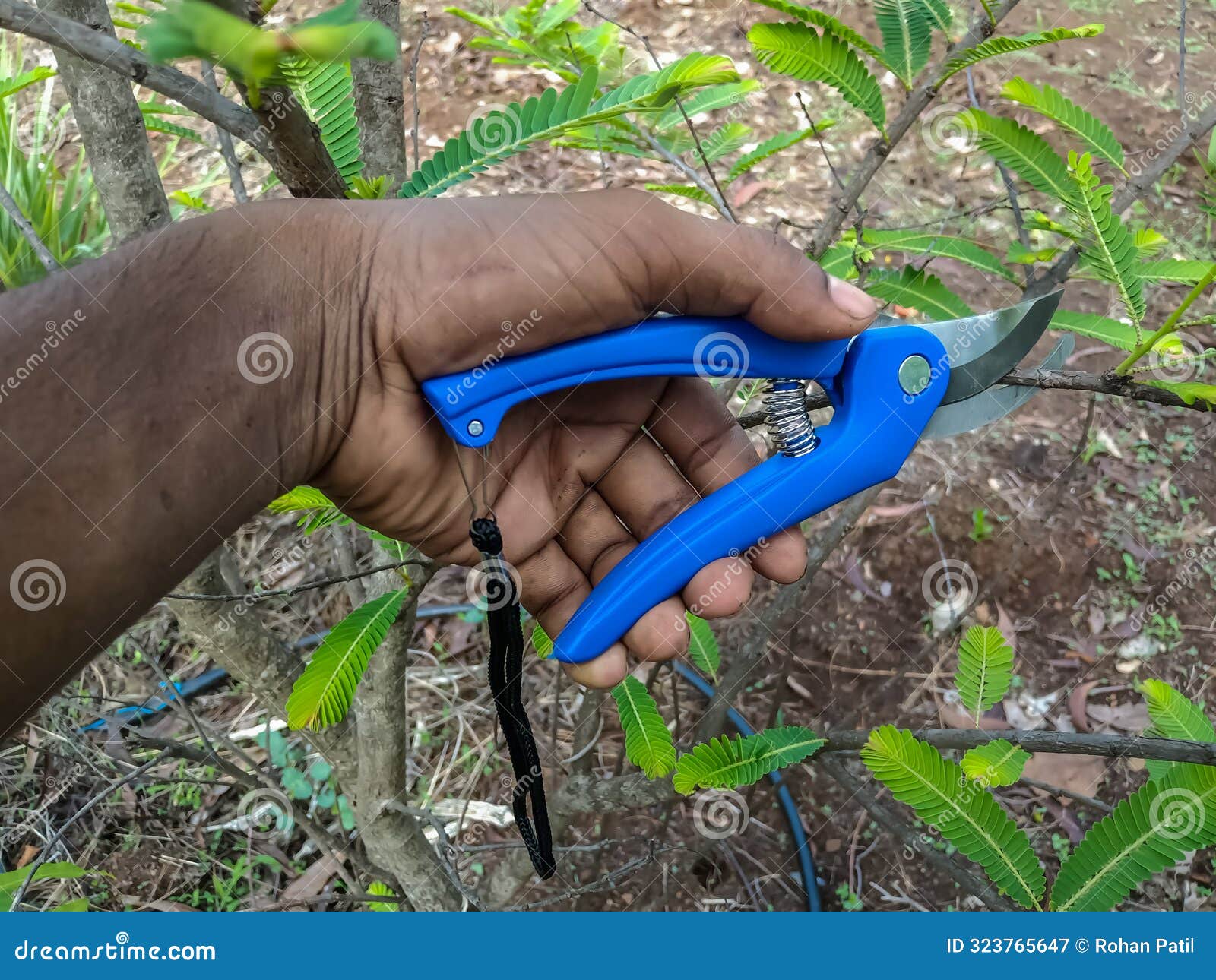 Pruning Shears a Method for Cutting Branches and Grafting Stock Image ...