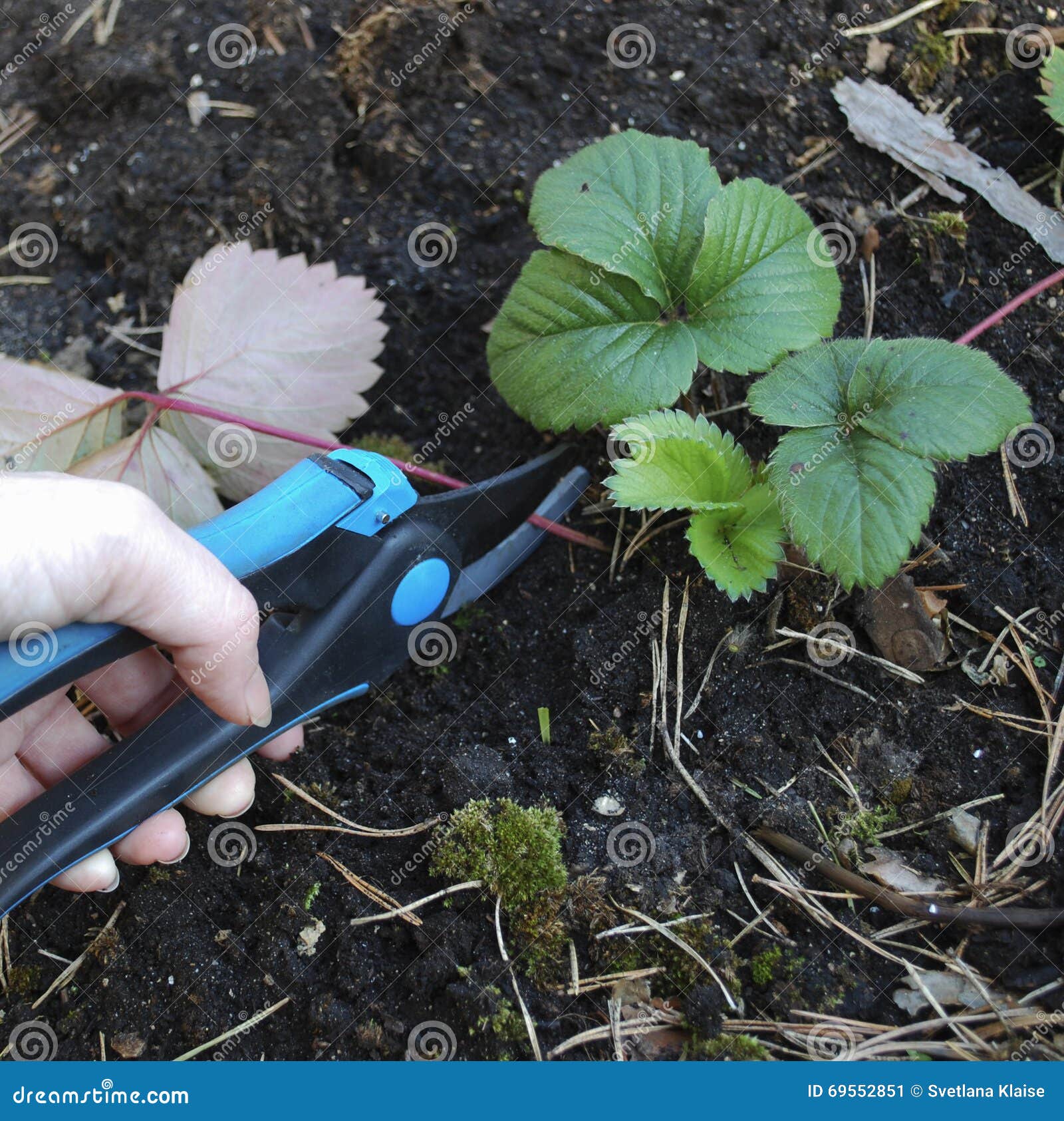 Pruning Shears Old Leaves of Strawberry. Stock Image - Image of ...
