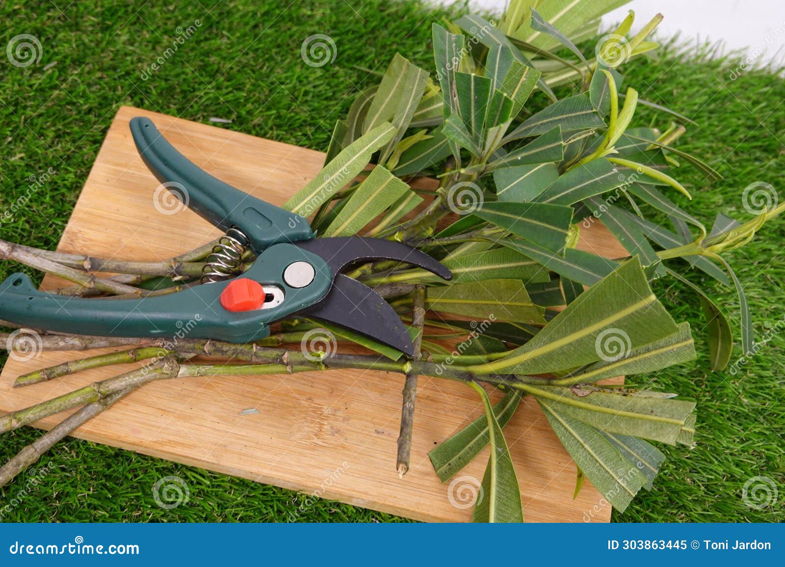 Pruning Shears on Oleander Branches for Cutting. Cutting Roots of ...