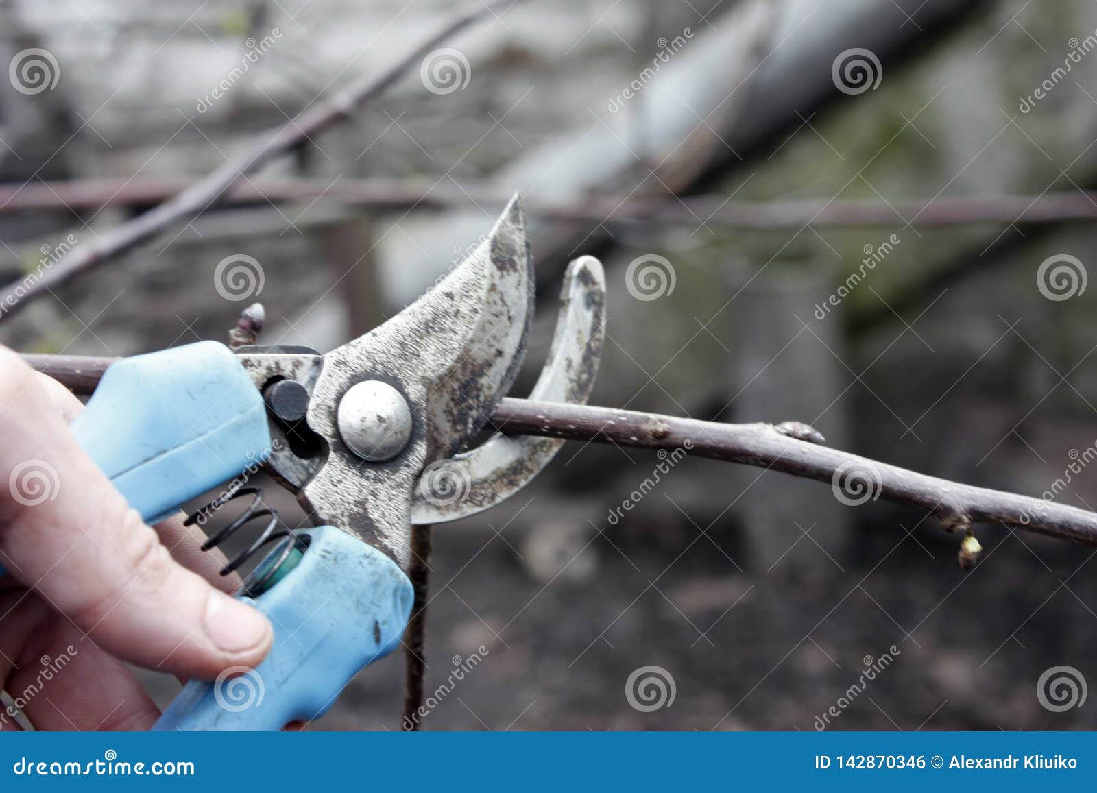 Pruning with Pruning Shears in Spring. Gardener Pruns the Fruit Trees ...