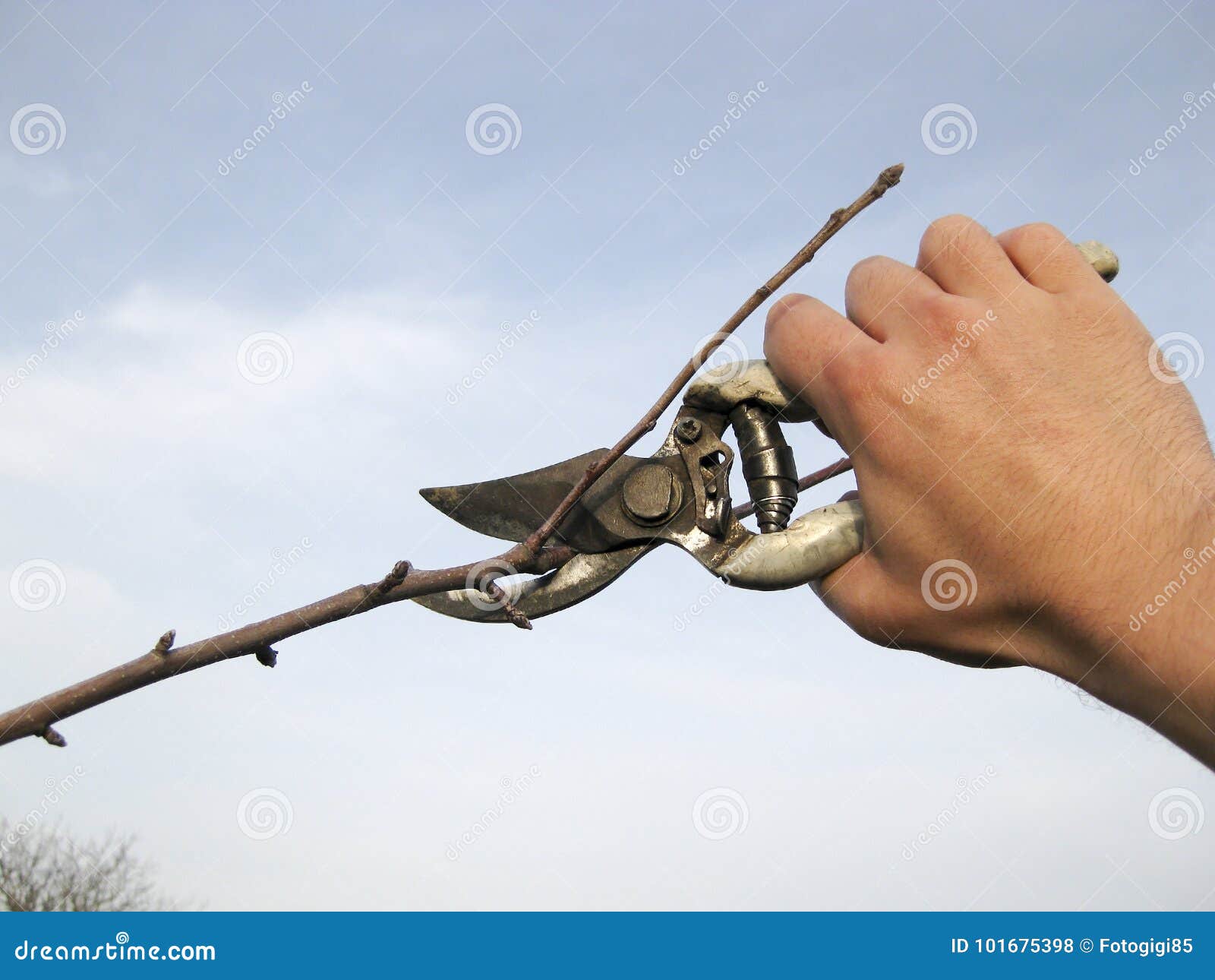 Pruning shears trees stock photo. Image of hand, cleaning - 101675398