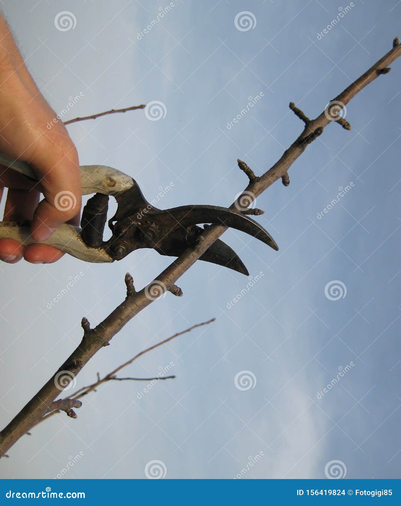 Pruning shears trees stock photo. Image of scissor, nature - 156419824