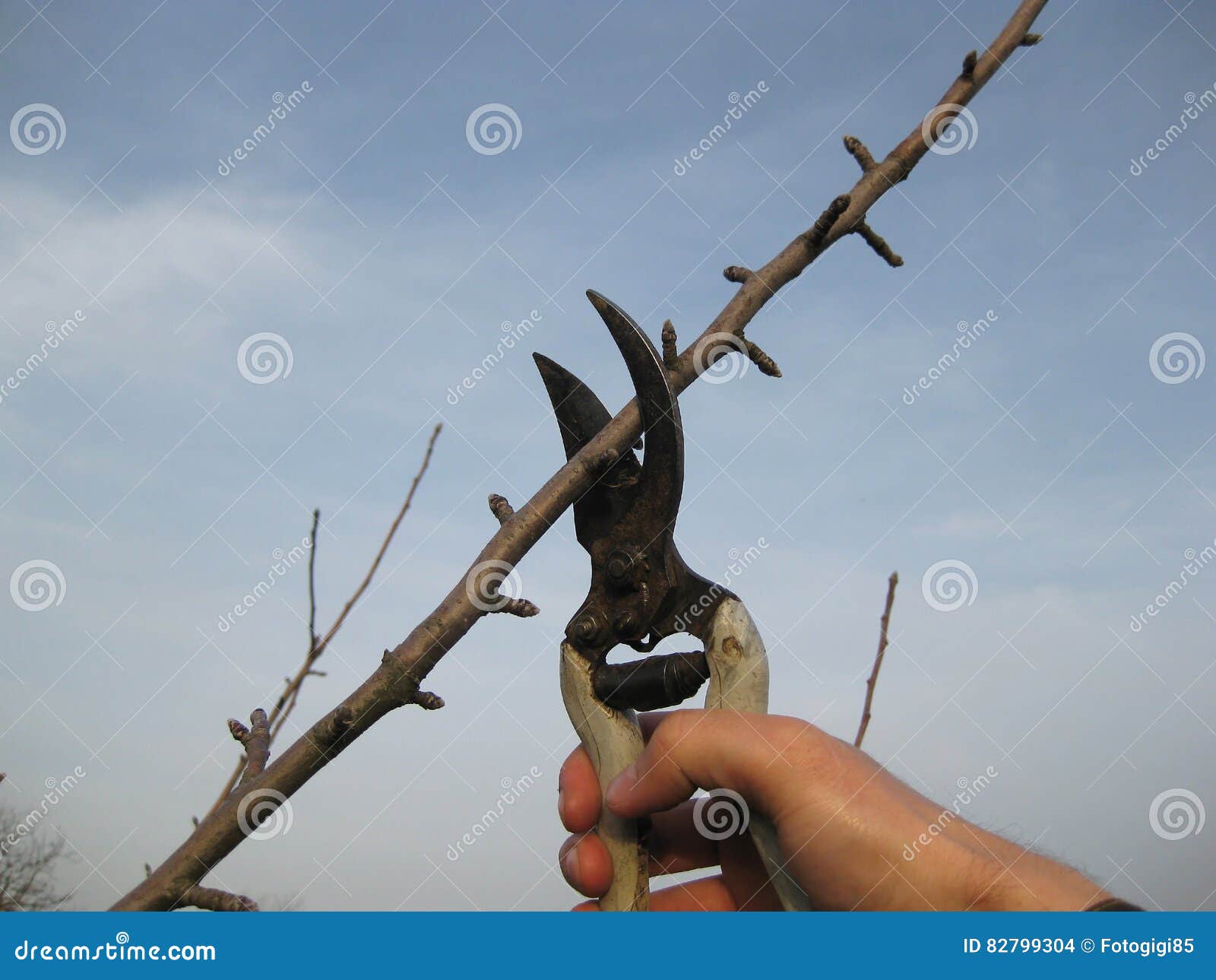 Pruning shears trees stock photo. Image of occupation - 82799304