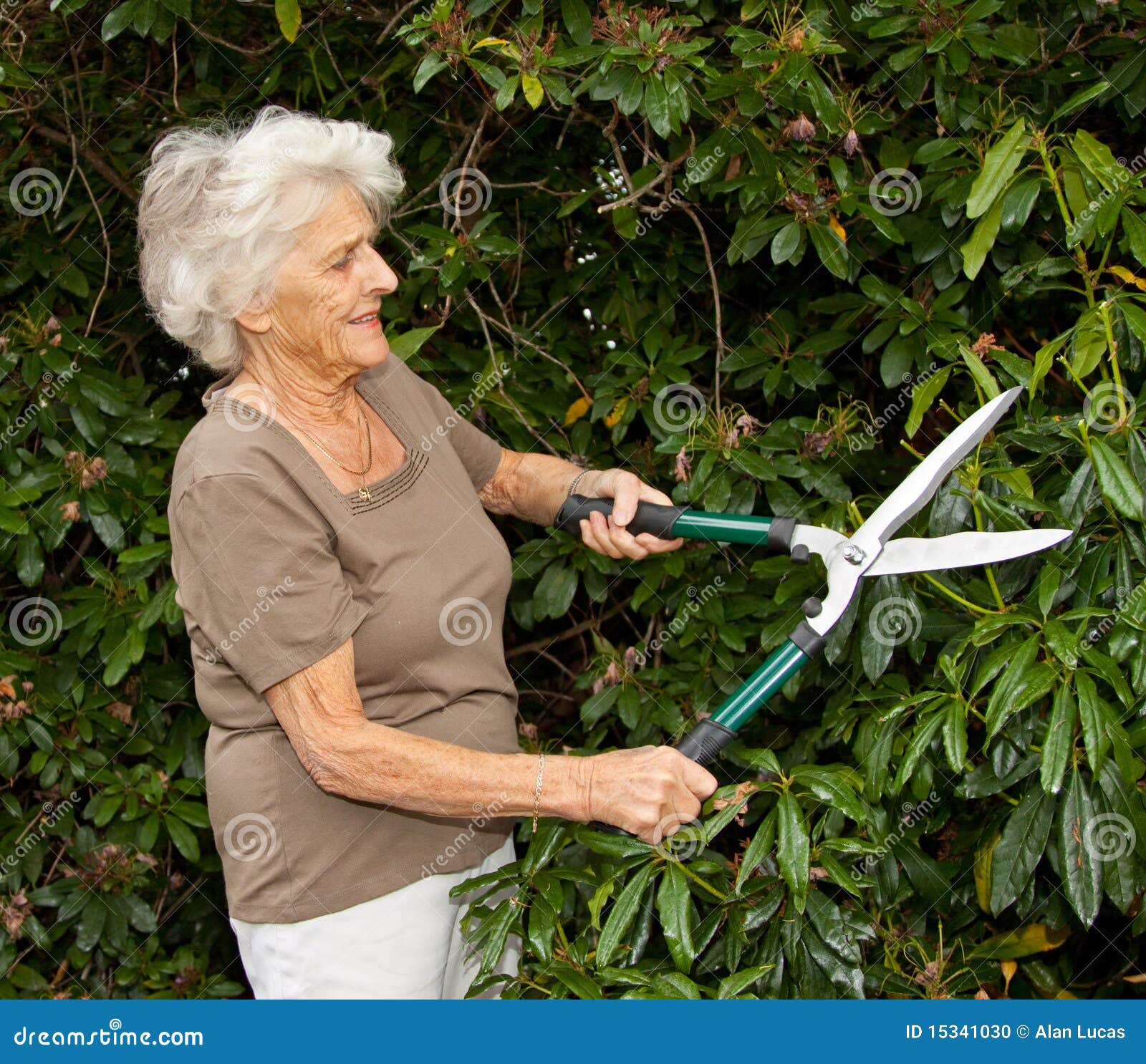 Pruning the Shrubbery stock photo. Image of gardener - 15341030