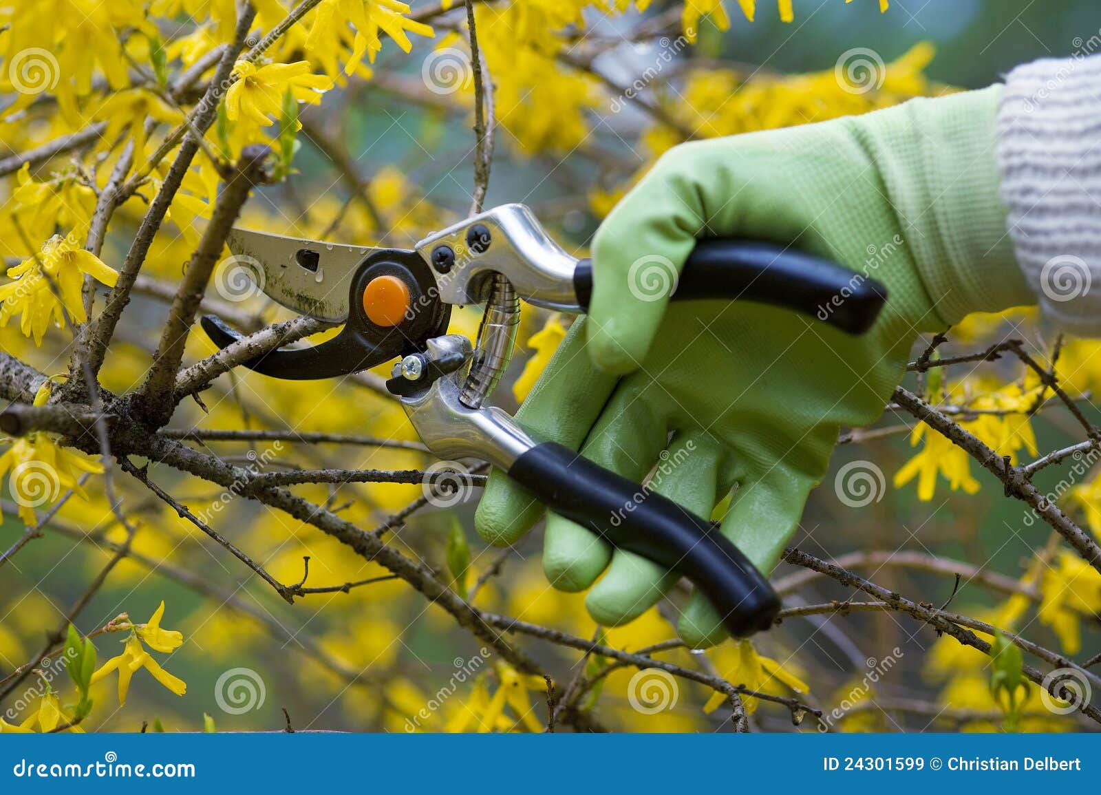 Pruning shrubs stock image. Image of worker, wood, gardener - 24301599