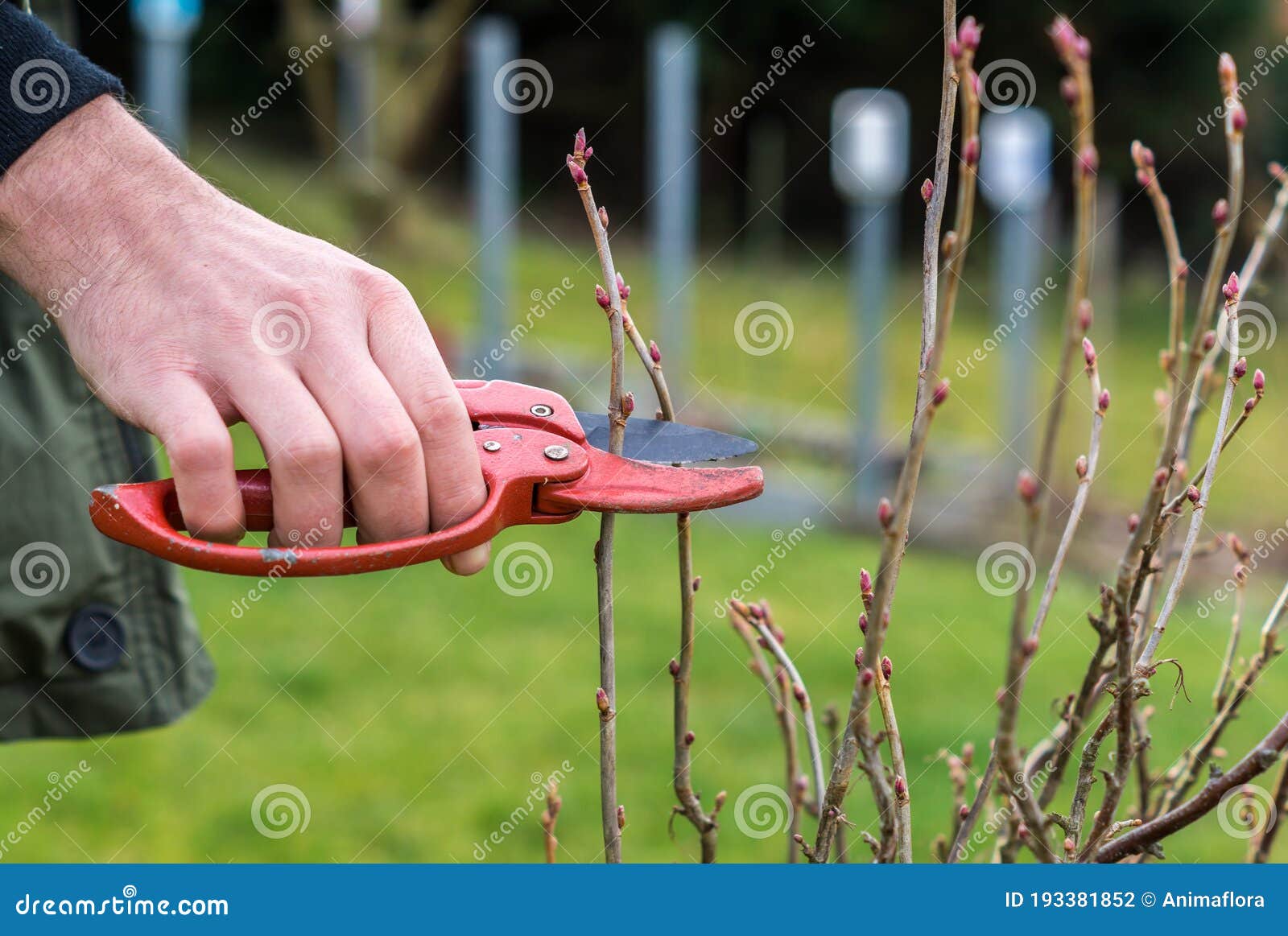 Pruning in spring stock photo. Image of nursery, auslichten - 193381852