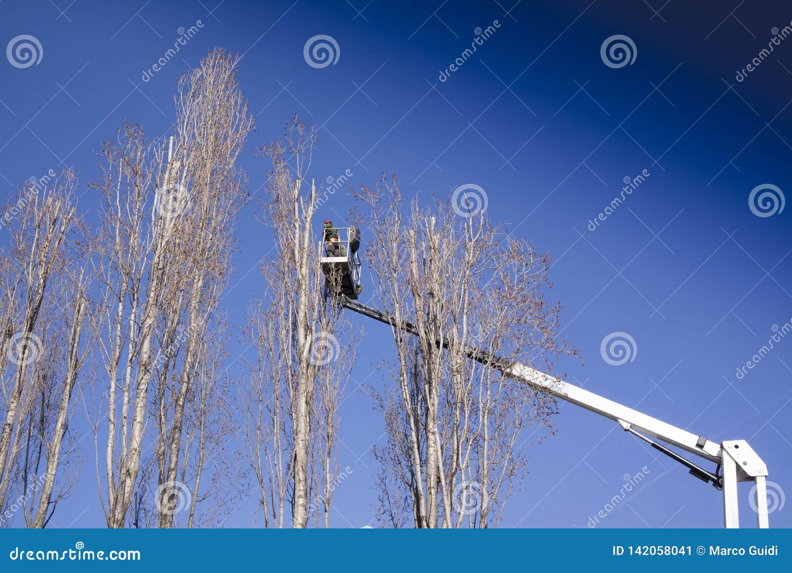 Pruning of tall trees stock image. Image of cutting - 142058041