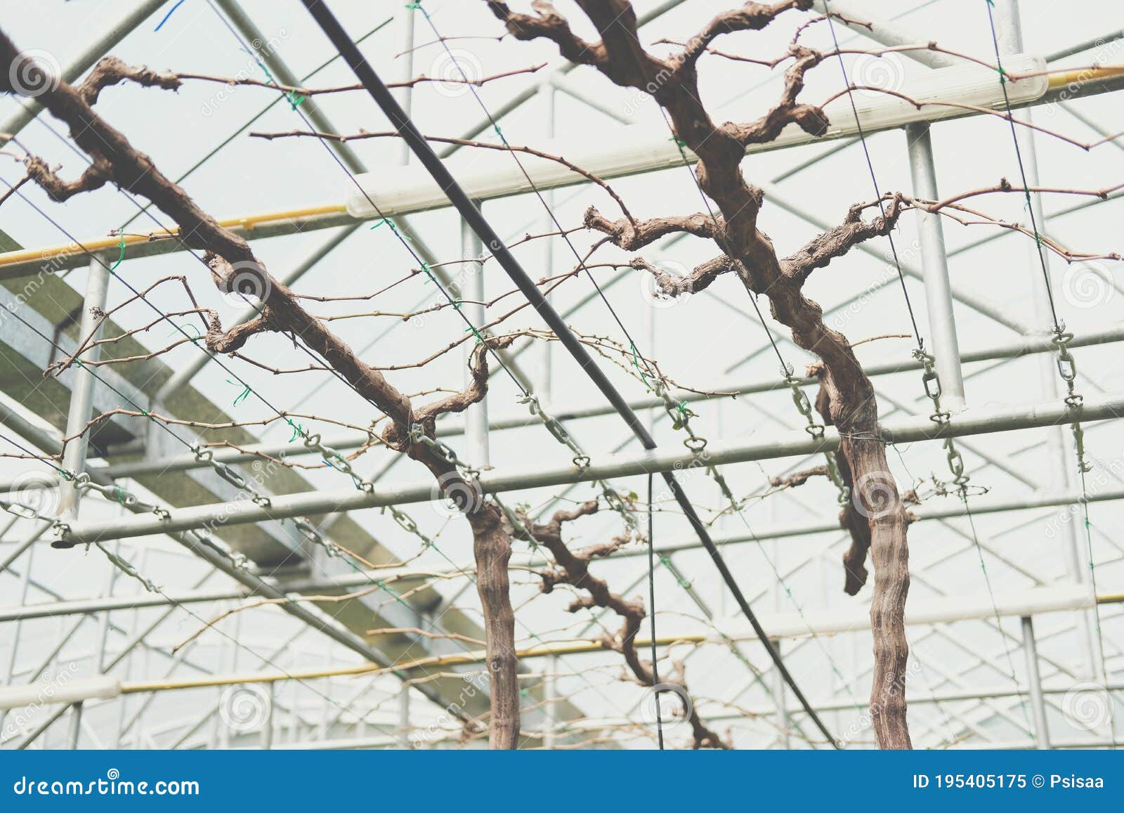 Pruning Training Grape Fruit Plant Tree. Garden Maintenance Stock Image ...