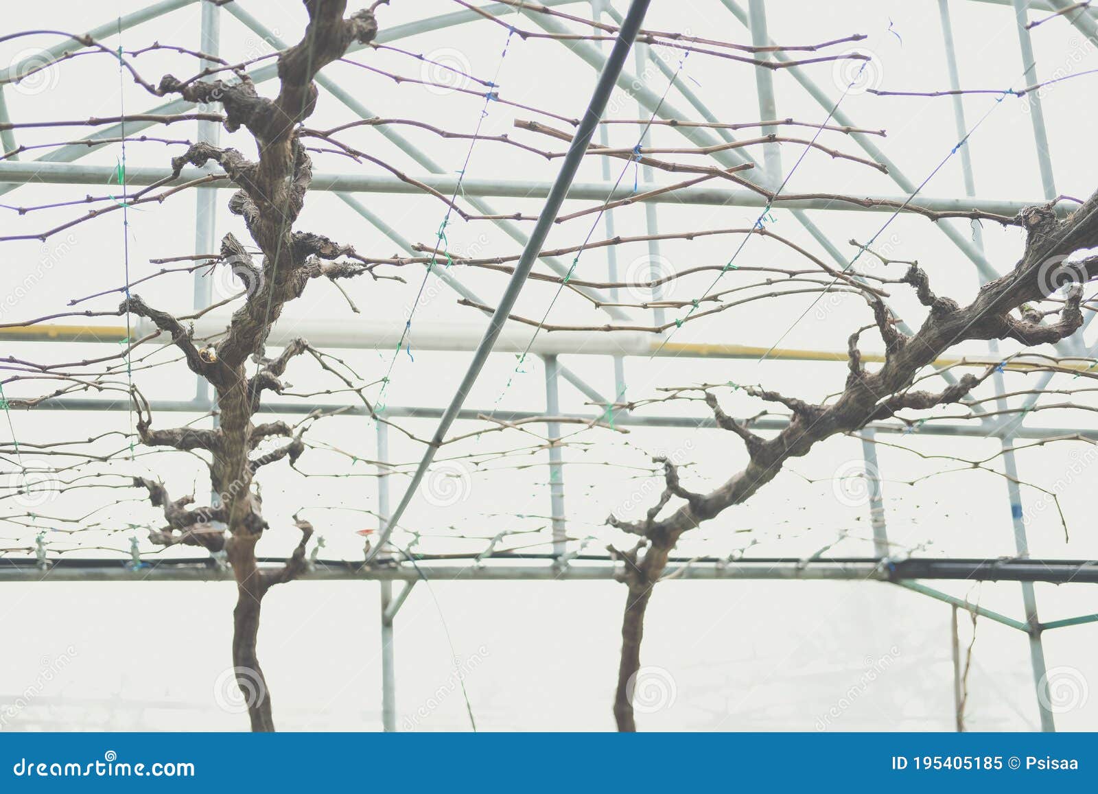 Pruning Training Grape Fruit Plant Tree. Garden Maintenance Stock Image ...