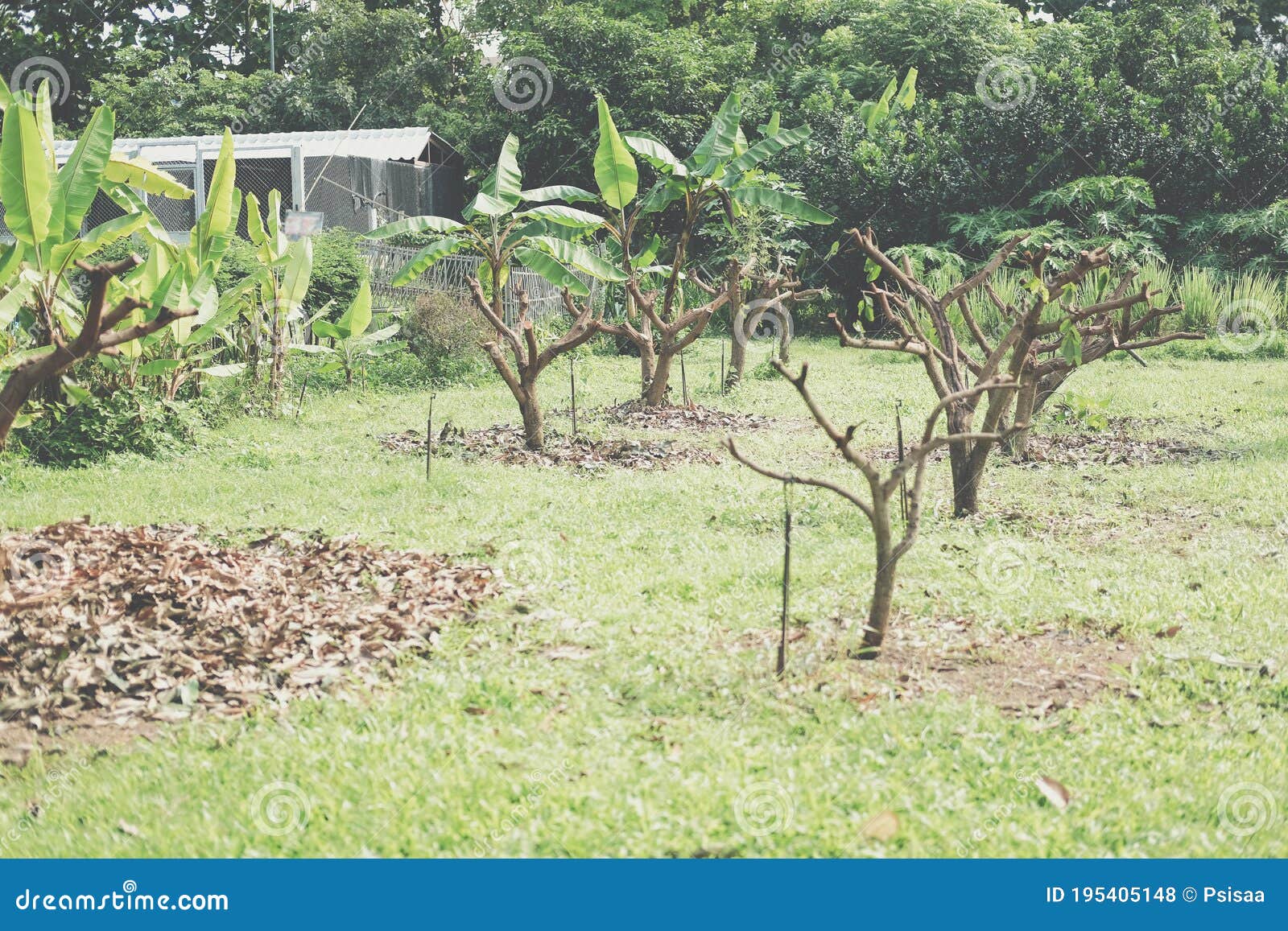 Pruning Training Tree. Garden Maintenance Stock Photo - Image of ...