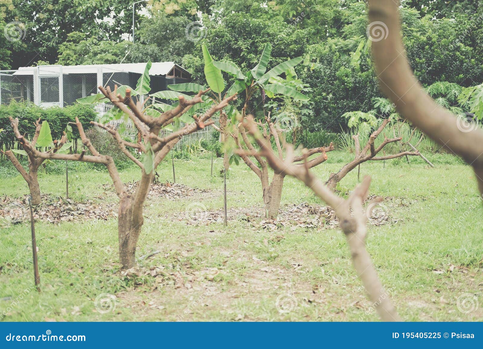 Pruning Training Tree. Garden Maintenance Stock Image - Image of ...