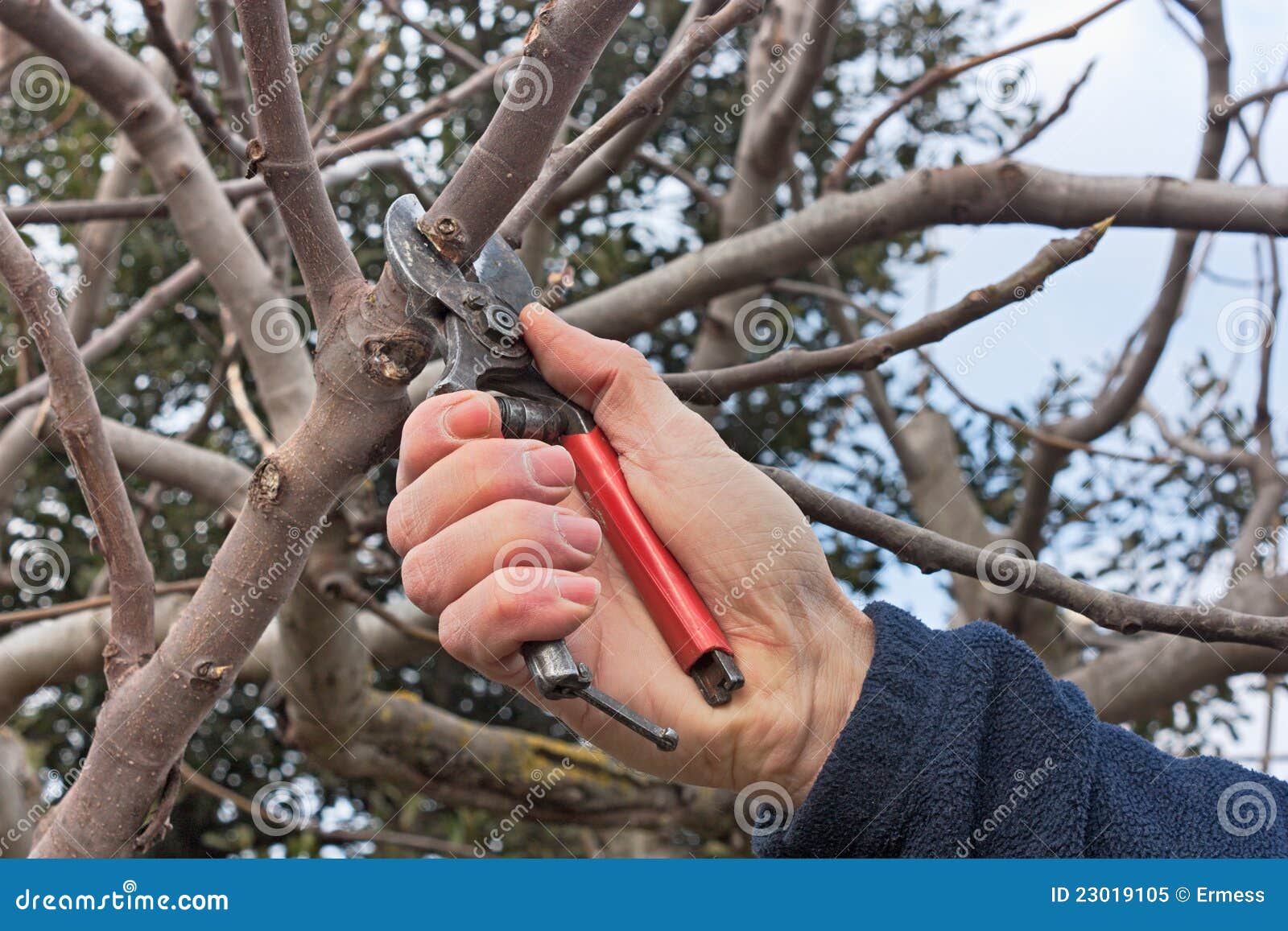 Pruning tree stock image. Image of orchard, blade, gardener - 23019105