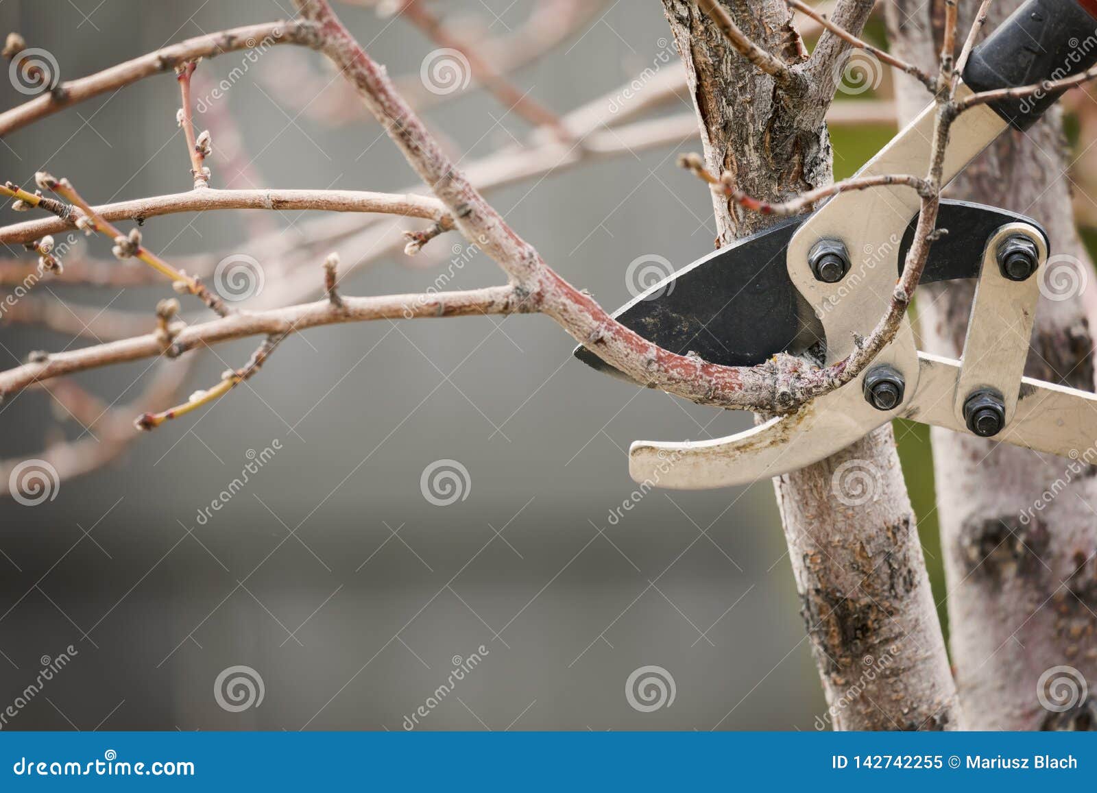 Pruning Tree Branches in Early Spring Stock Image - Image of nature ...