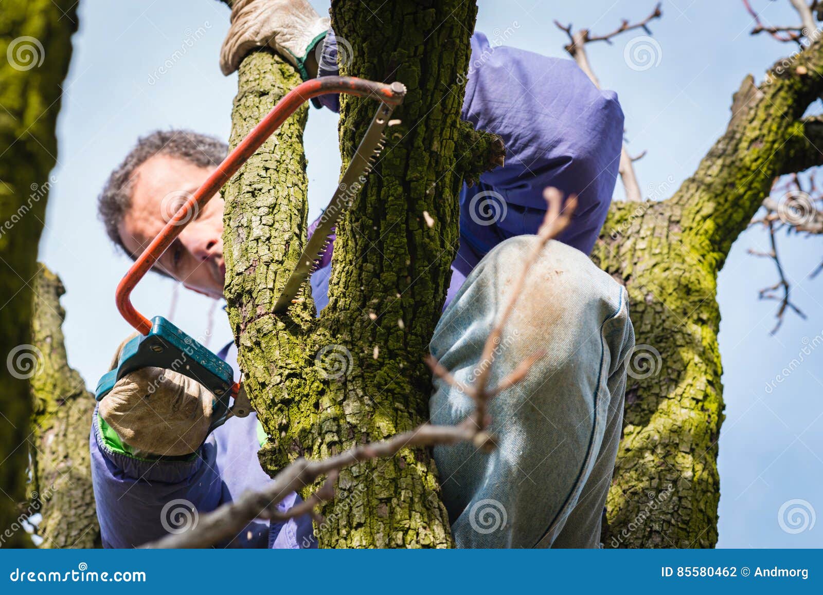 Pruning tree brunch stock photo. Image of pruning, prune - 85580462