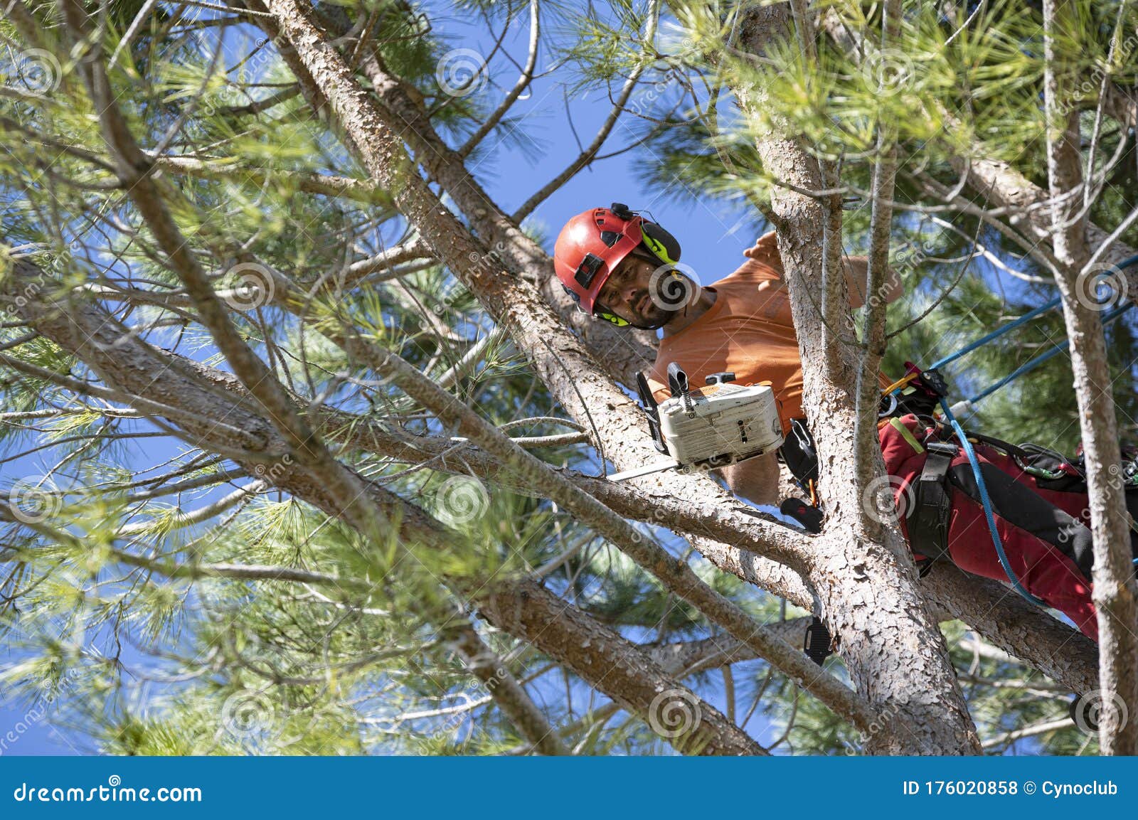 Pruning a tree stock photo. Image of harness, equipment - 176020858