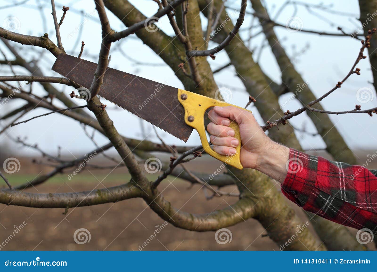 Agriculture, Pruning in Orchard Stock Image - Image of nature, handsaw ...