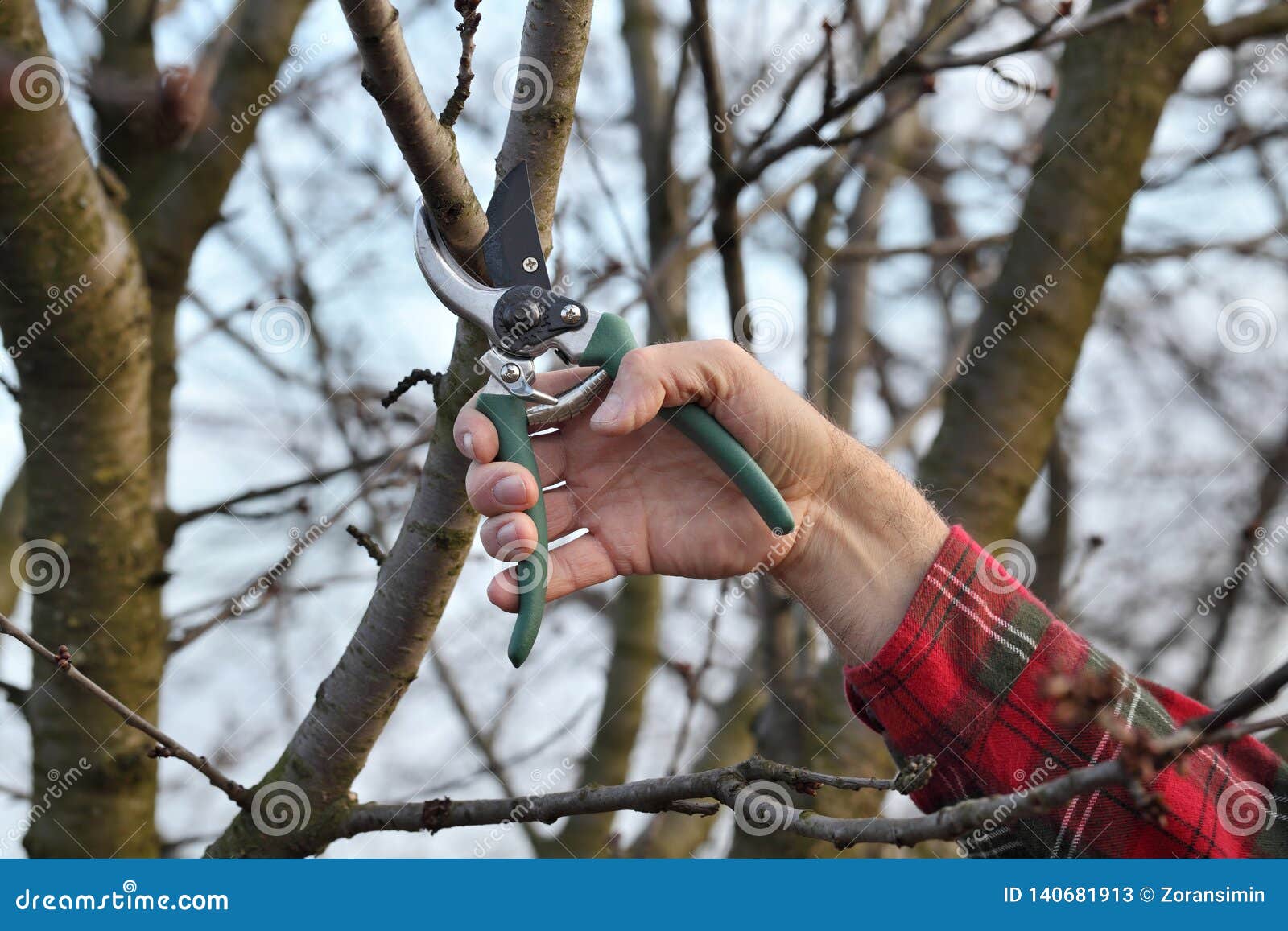 Agriculture, Pruning in Orchard Stock Image - Image of lopper, person ...