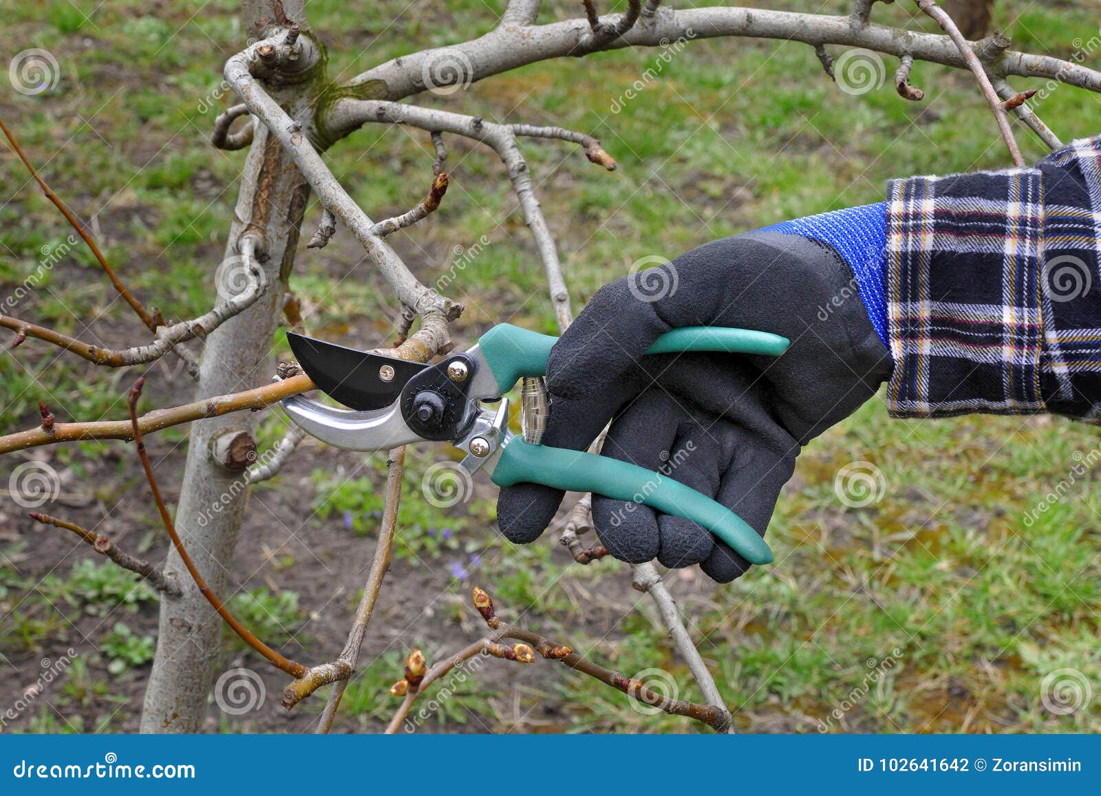 Agriculture, Pruning in Orchard Stock Photo - Image of apple, hand ...