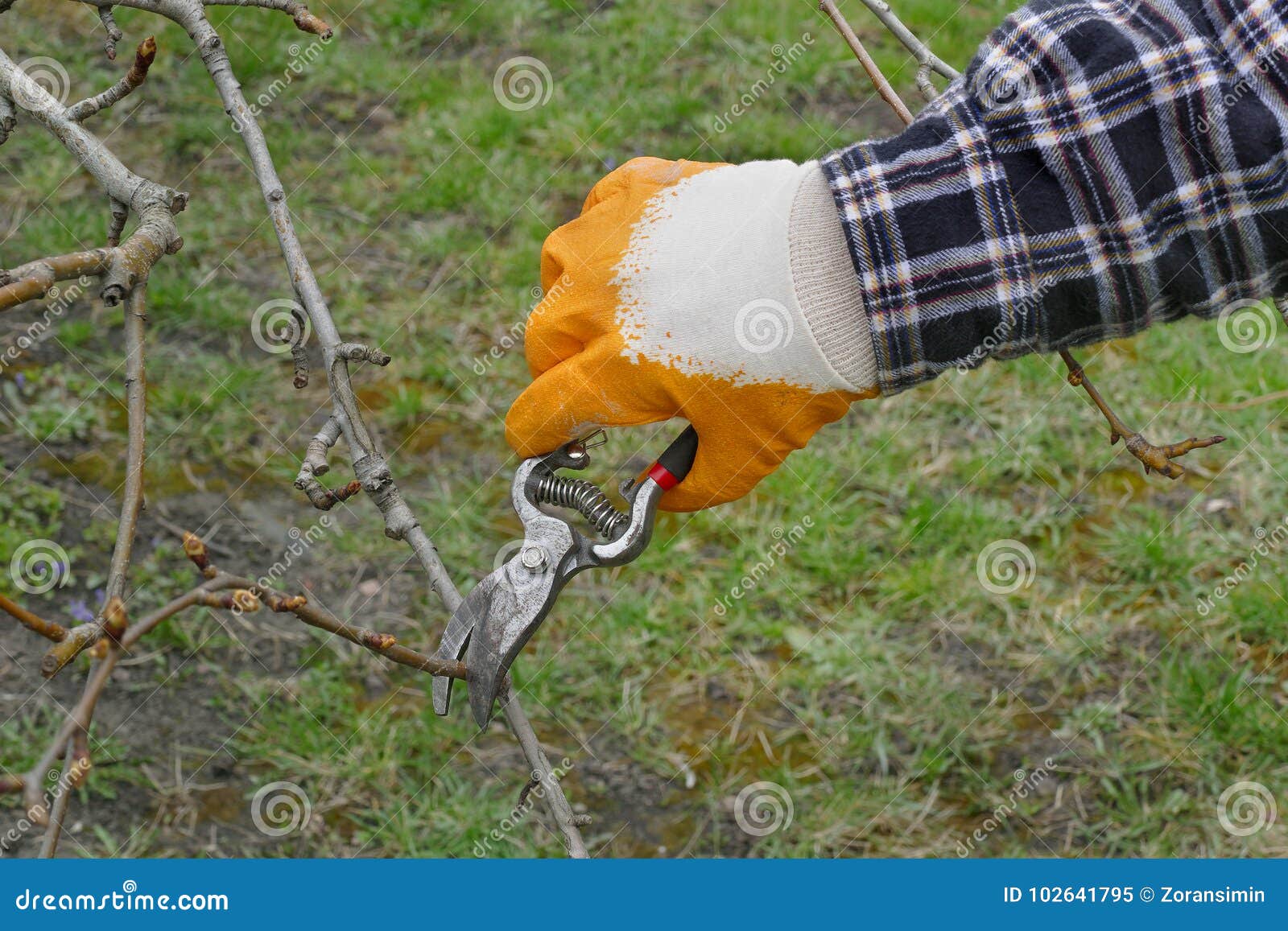 Agriculture, Pruning in Orchard Stock Image - Image of nature, growth ...