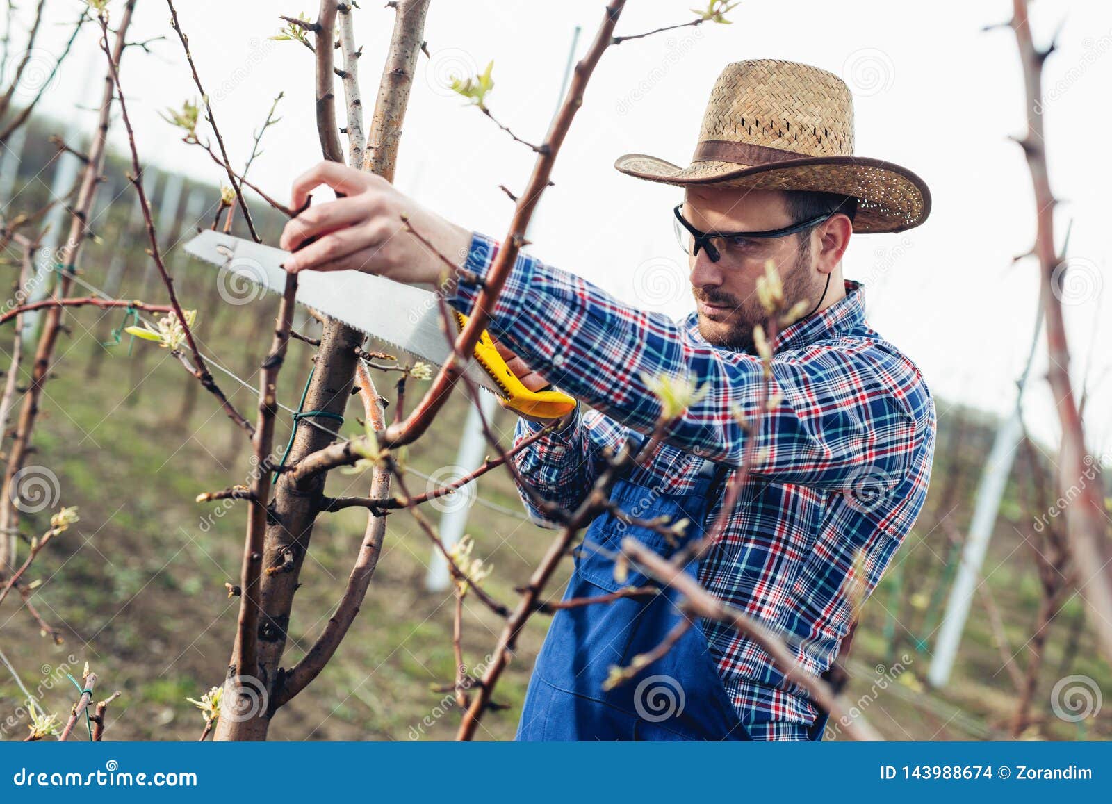 Pruning Tree in Pear Orchard, Farmer Using Handsaw Tool Stock Photo ...