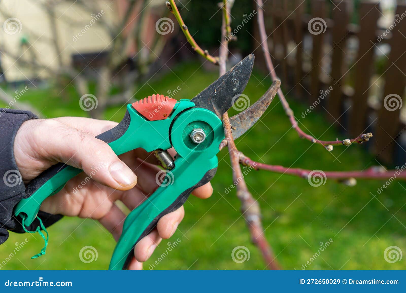 Pruning a Tree with Scissors 01 Stock Image - Image of gardener ...