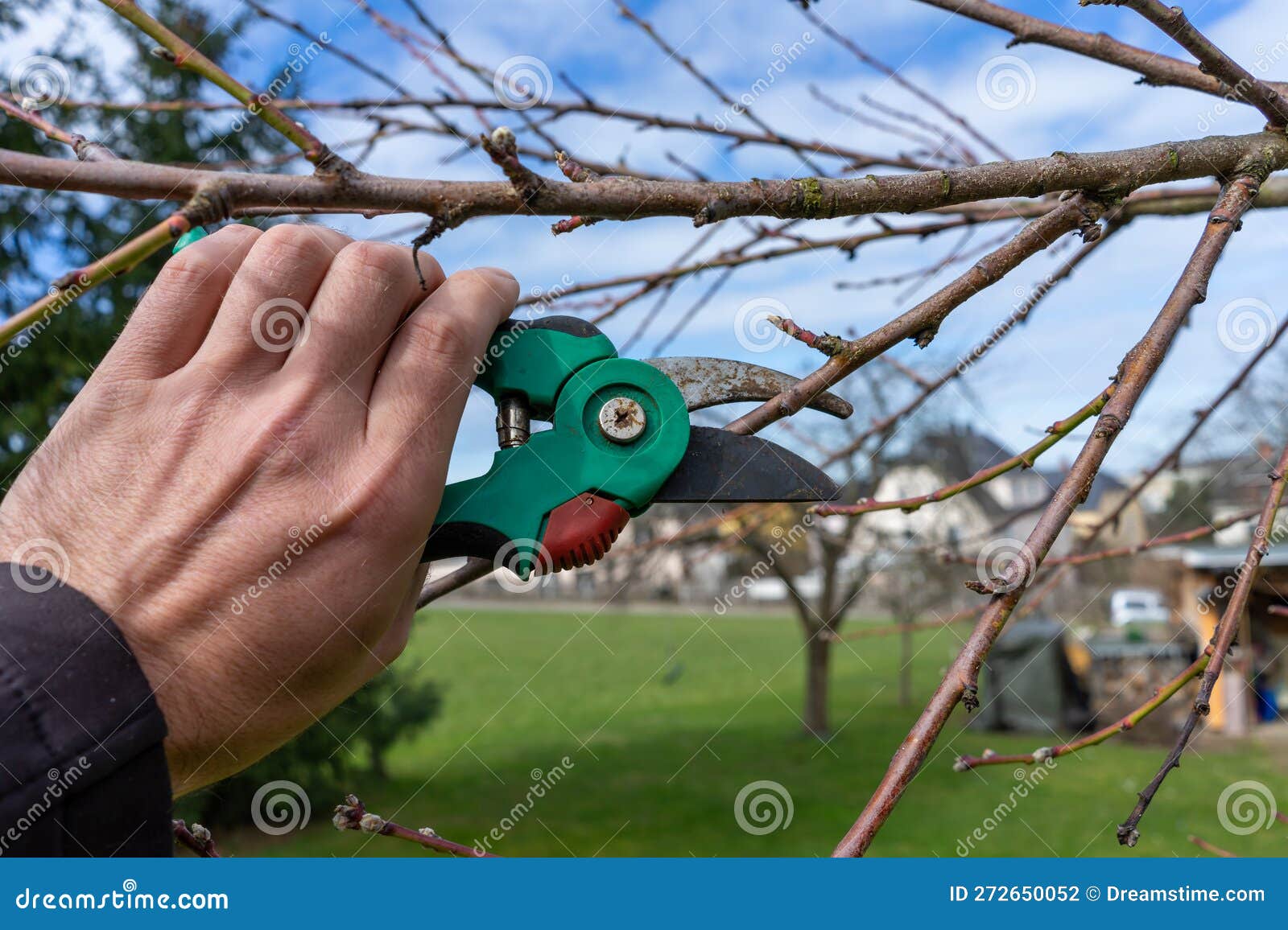 Pruning a Tree with Scissors 03 Stock Photo - Image of trimming, nature ...
