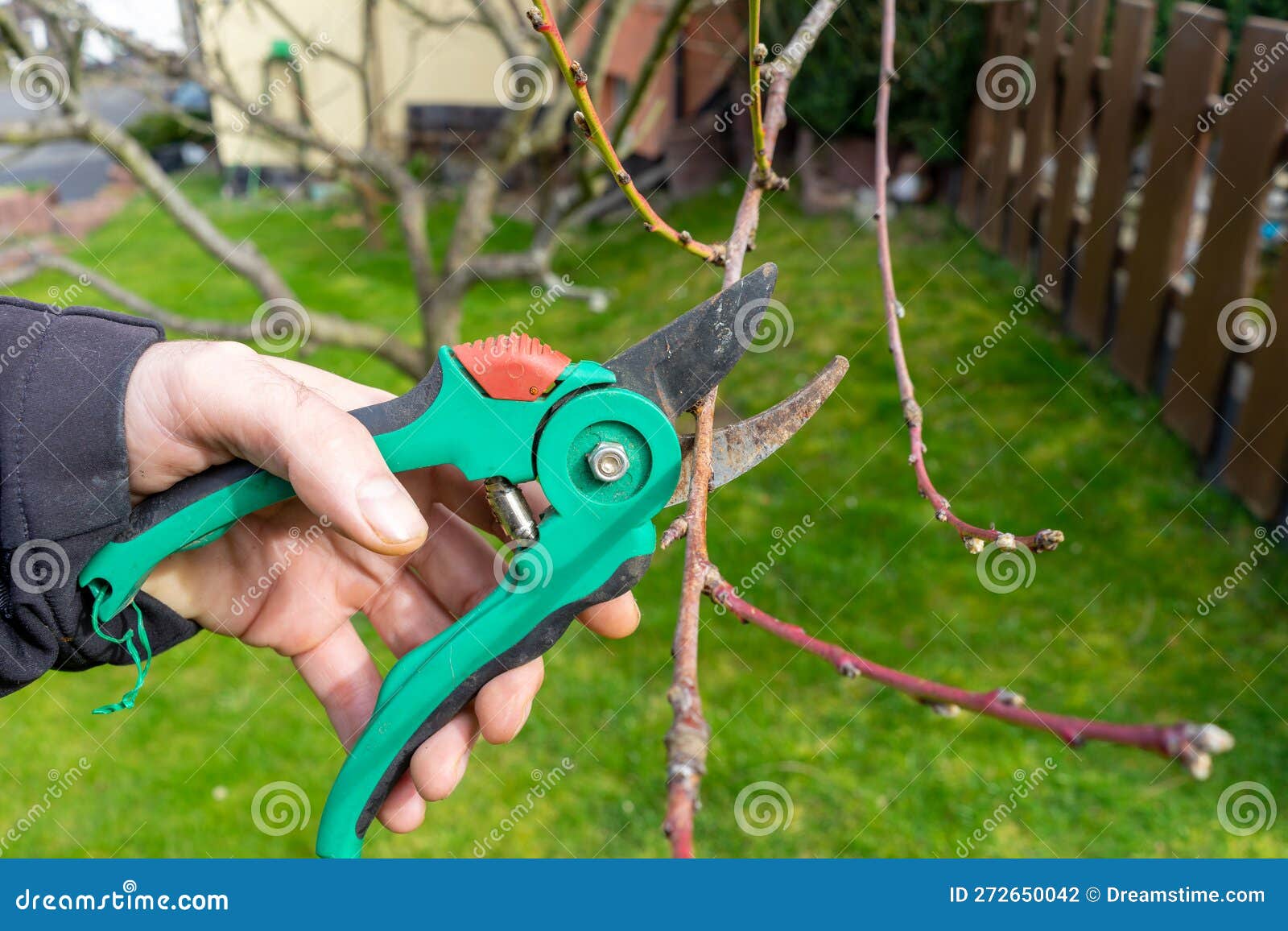 Pruning a Tree with Scissors Stock Photo - Image of garden, gardening ...