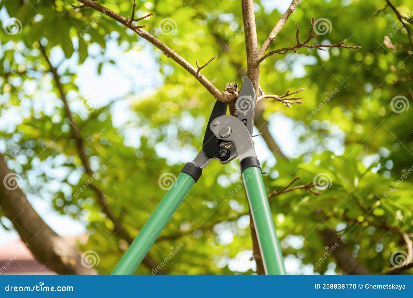 Pruning Tree with Secateurs Outdoors. Gardening Tool Stock Photo ...