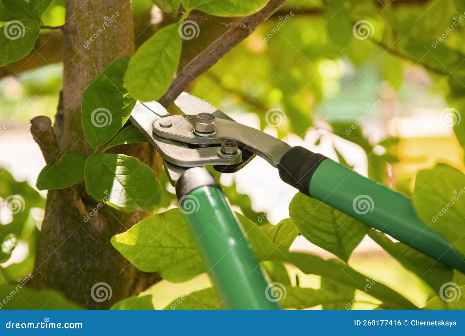 Pruning Tree with Secateurs Outdoors. Gardening Tool Stock Photo ...