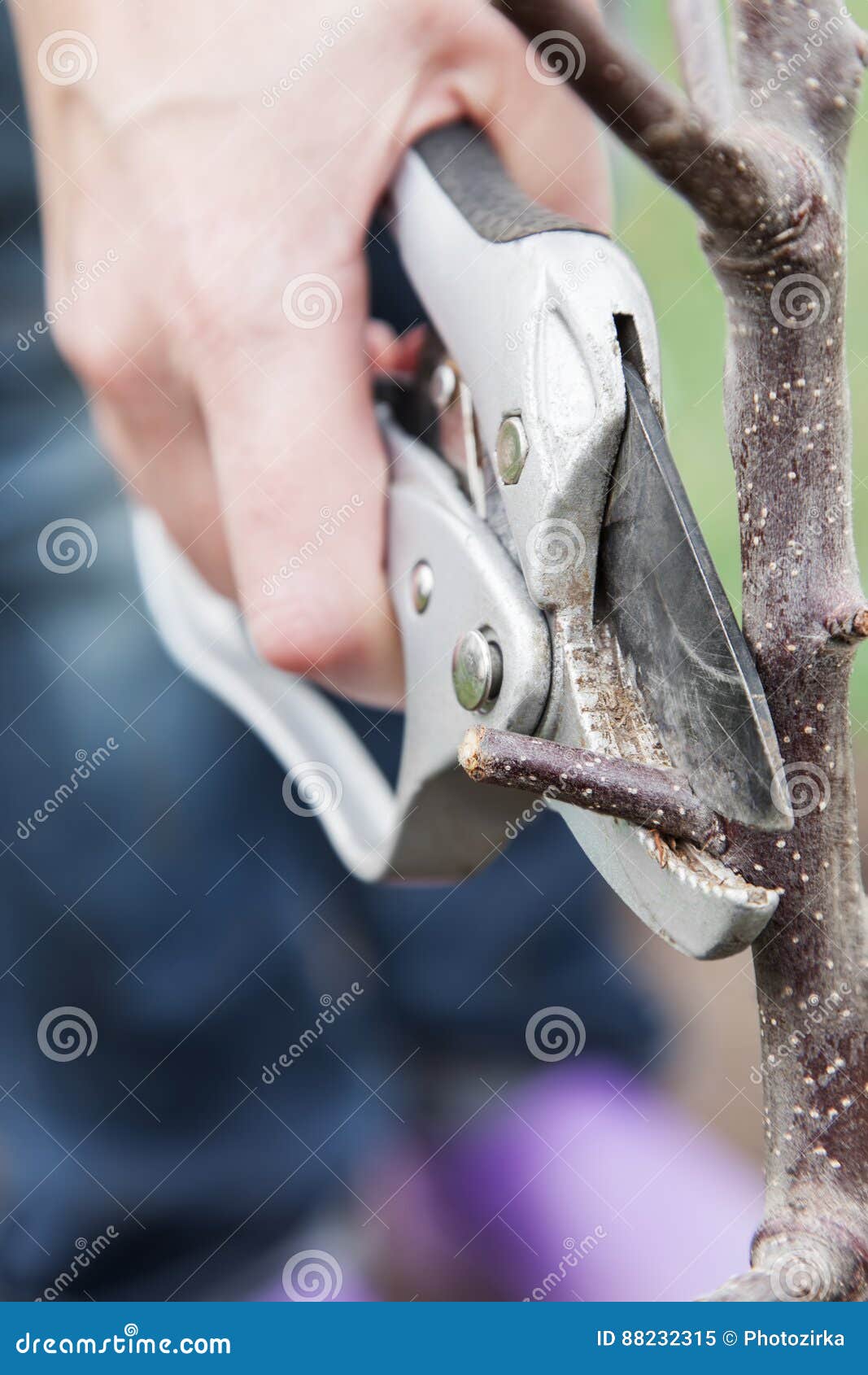 Pruning of Tree Seedlings after Planting Stock Image - Image of grow ...