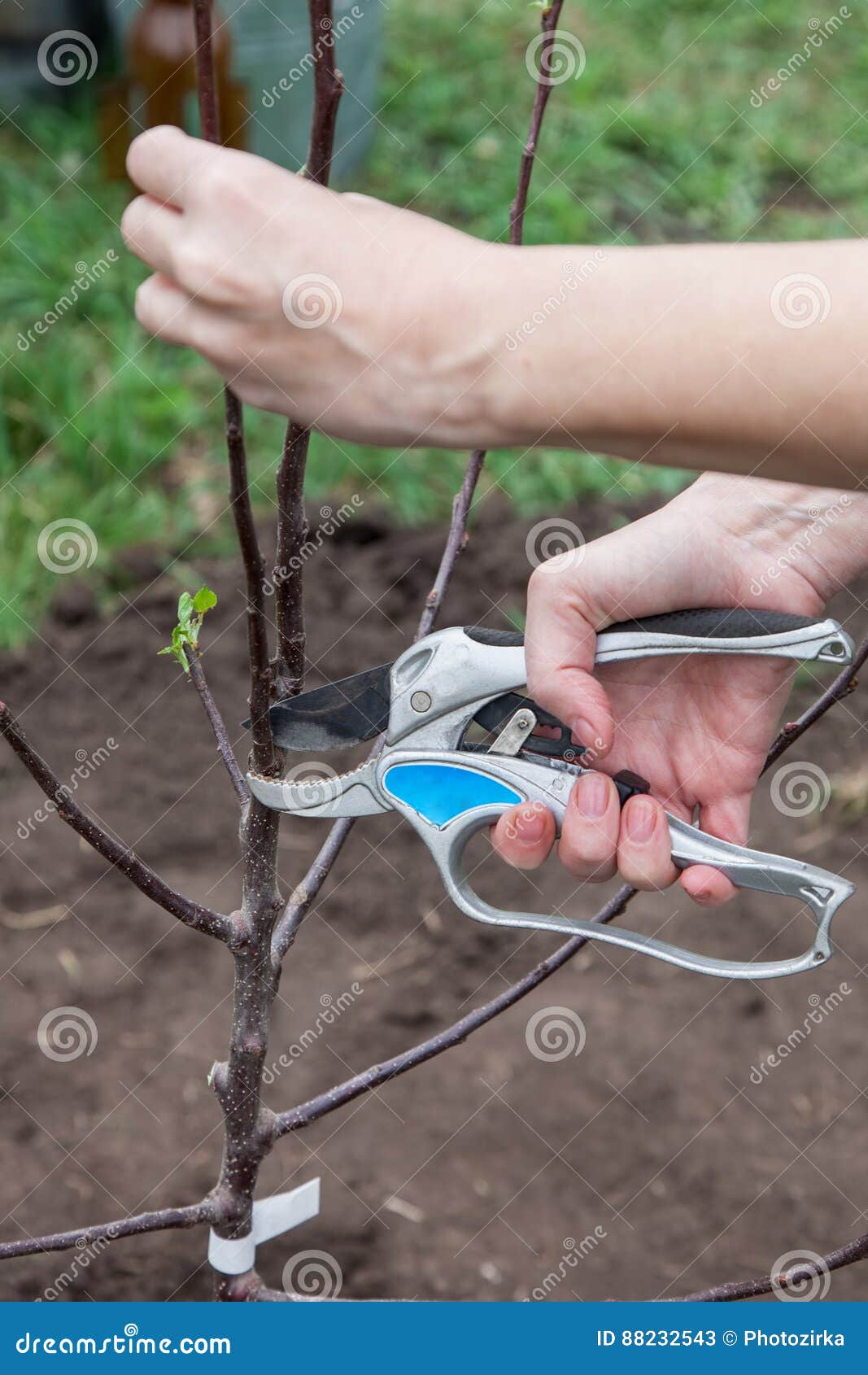 Pruning of Tree Seedlings after Planting Stock Image - Image of autumn ...