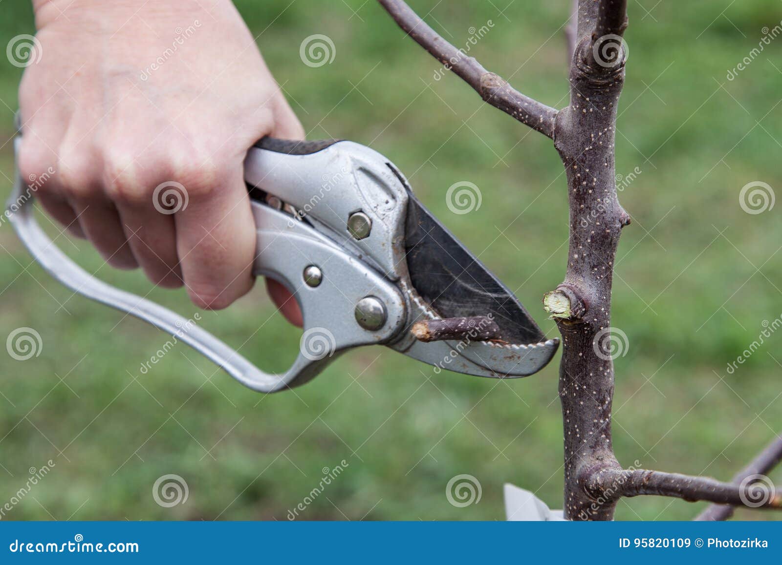 Pruning of Tree Seedlings after Planting Stock Image - Image of plant ...