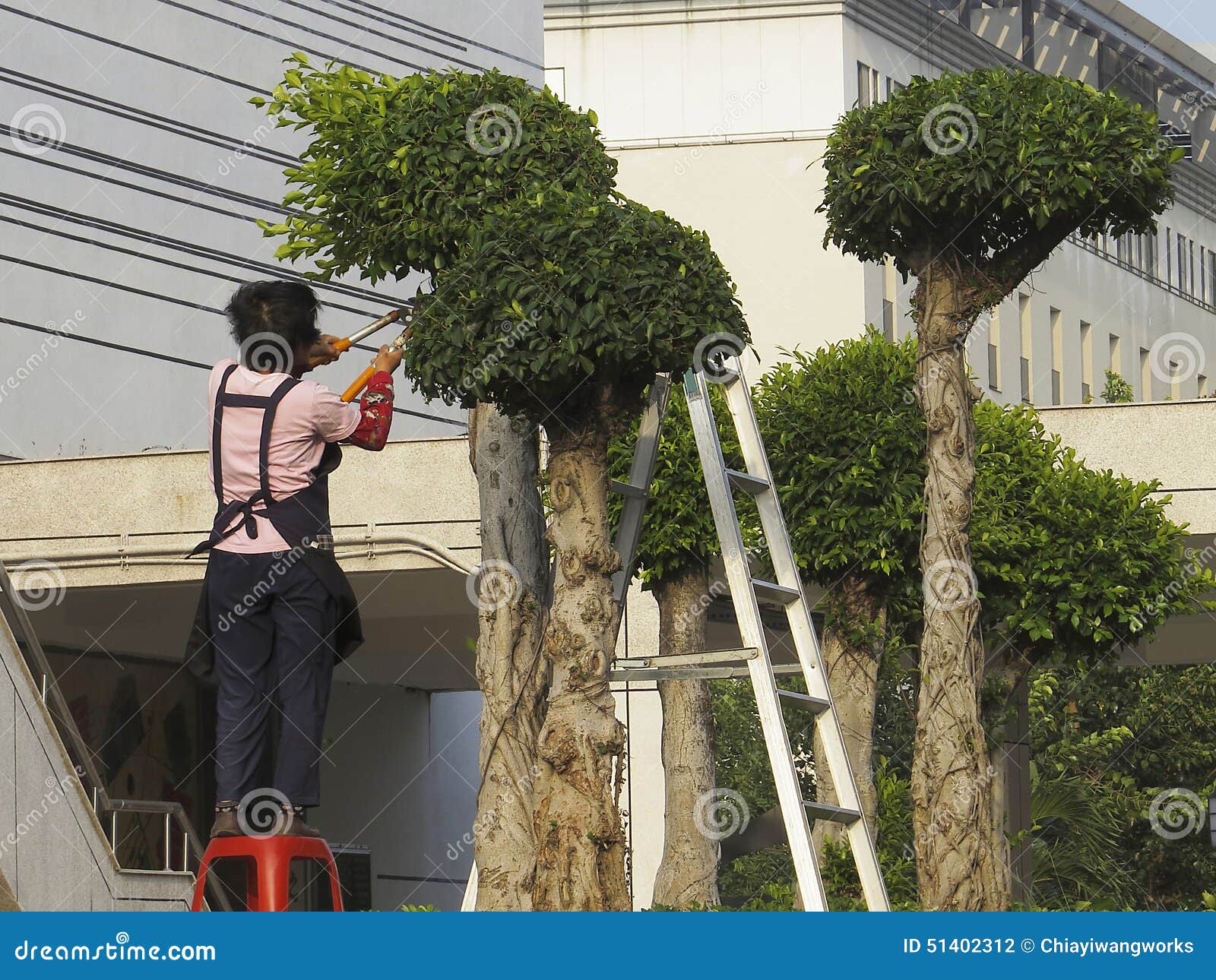 Pruning Tree style editorial photography. Image of ladder - 51402312