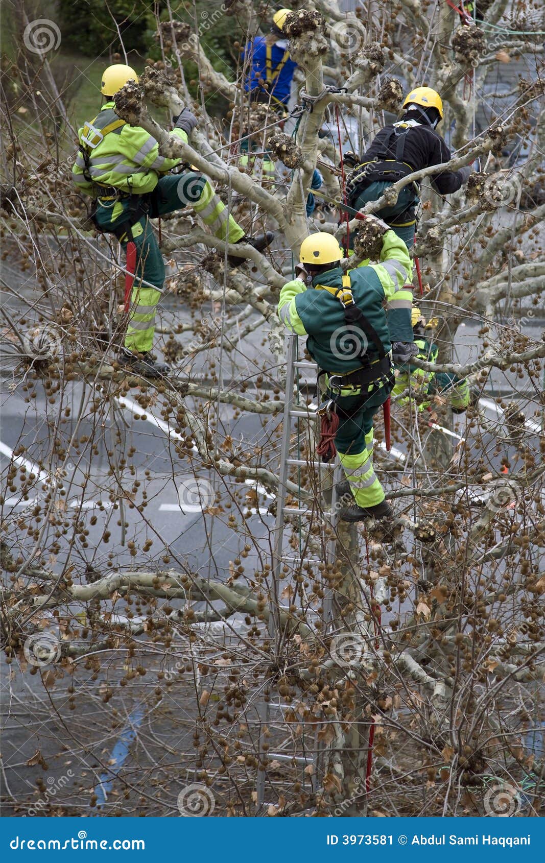 Pruning trees stock image. Image of rope, tree, jackets - 3973581