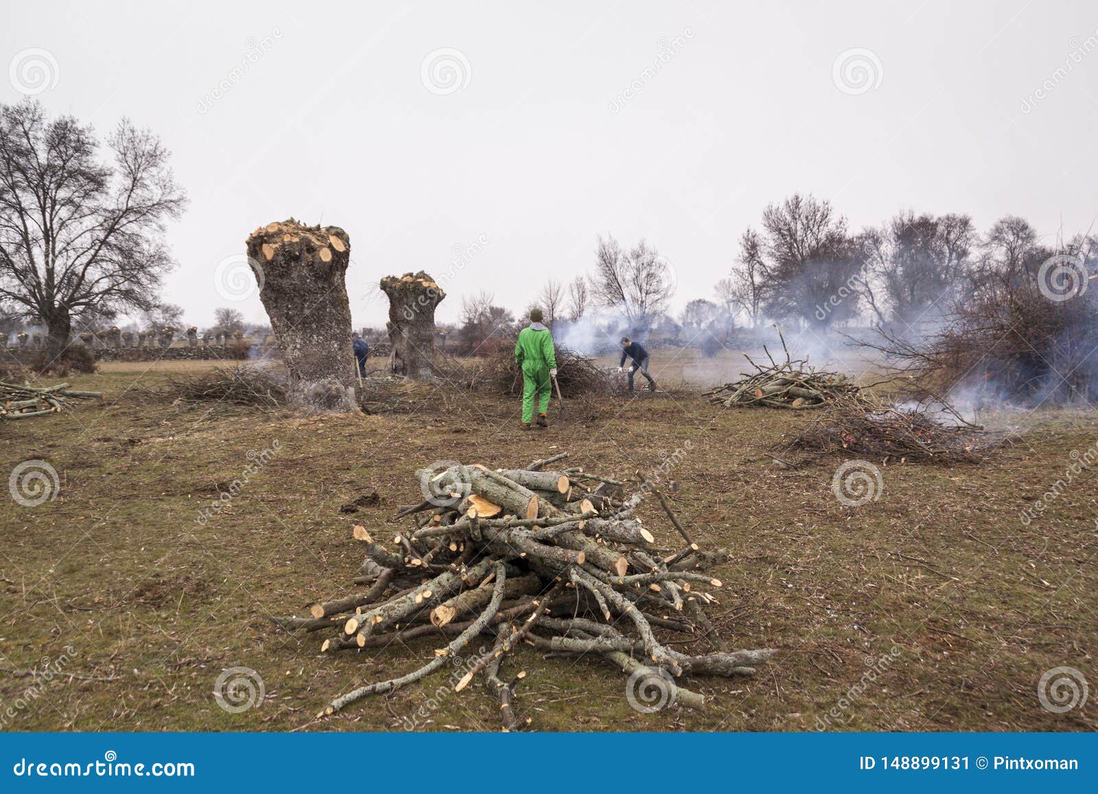 Pruning of Trees in the Forest in Season. Editorial Photo - Image of ...