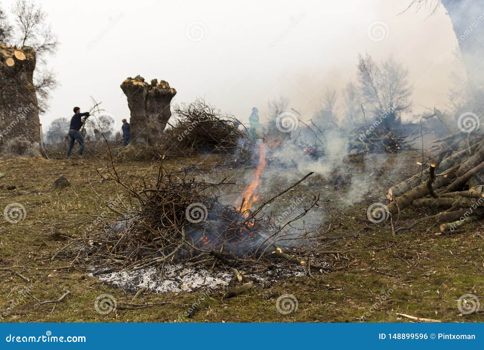 Pruning of Trees in the Forest in Season. Editorial Photo - Image of ...
