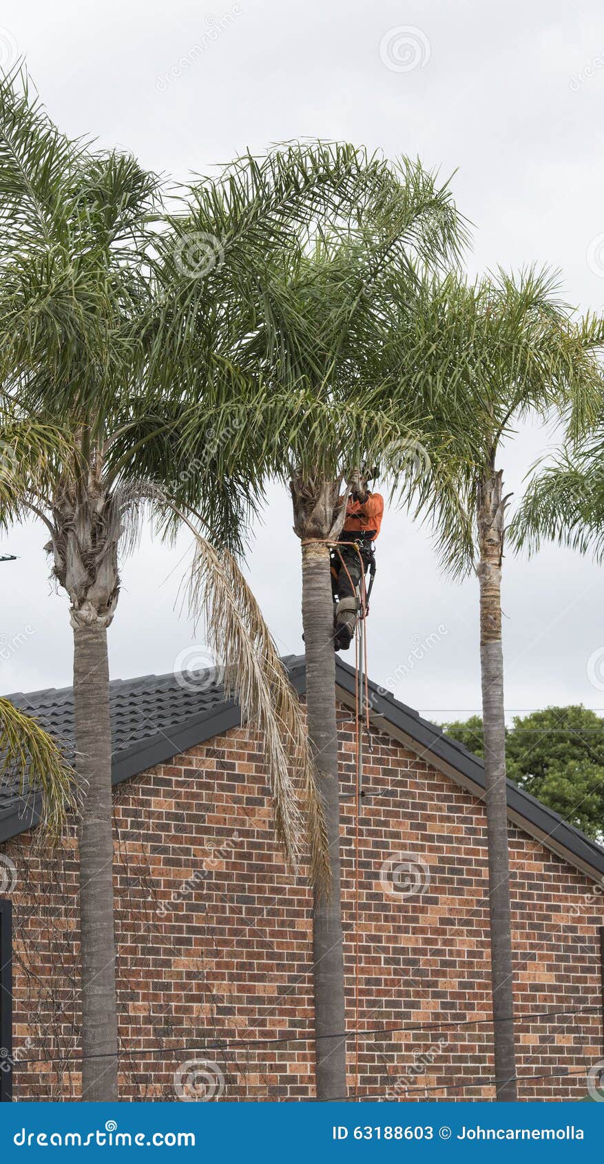 Pruning trees stock image. Image of pruning, home, workman - 63188603