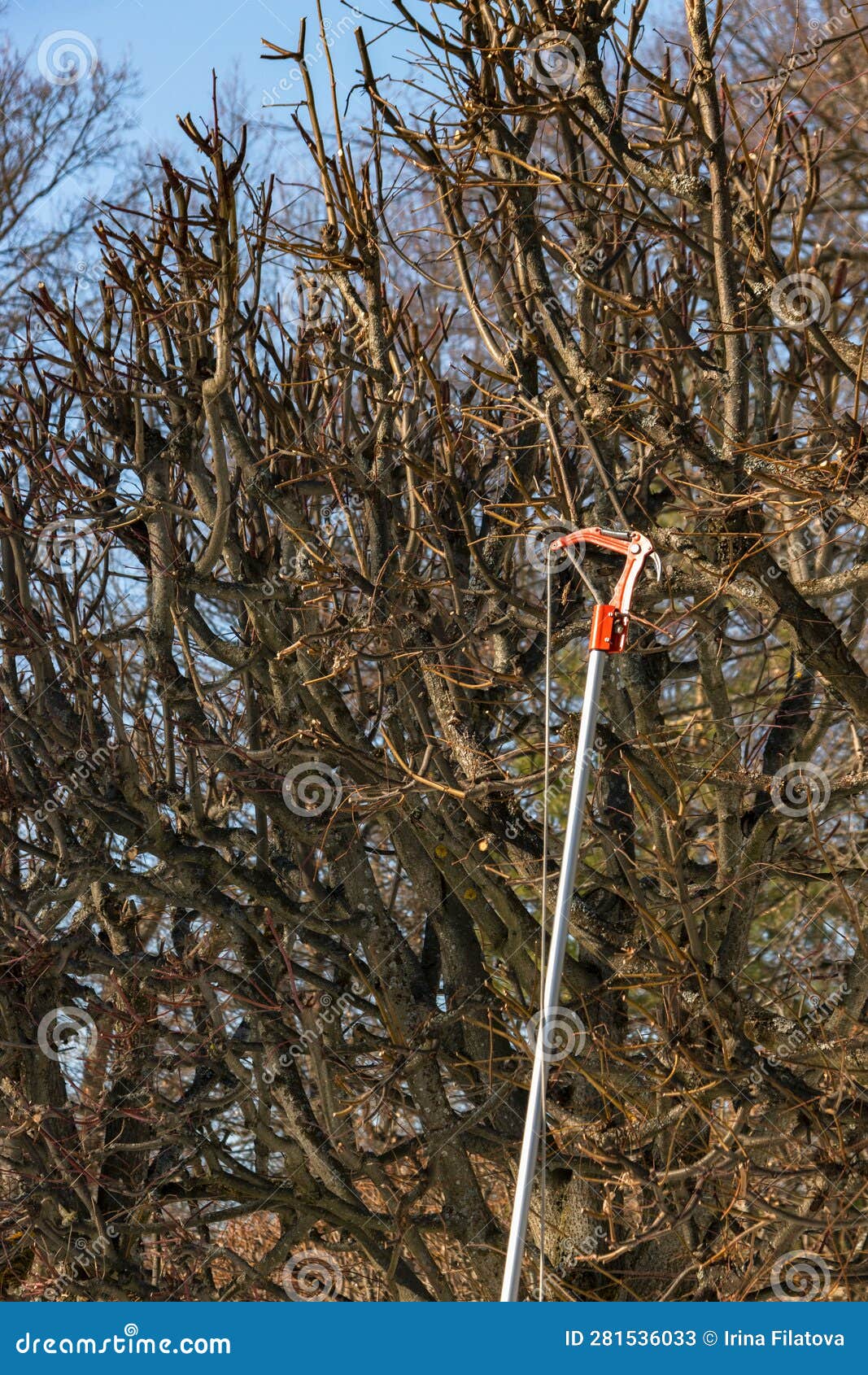 Pruning Trees in the Park in Spring, Twig Pruning Tool Stock Image ...